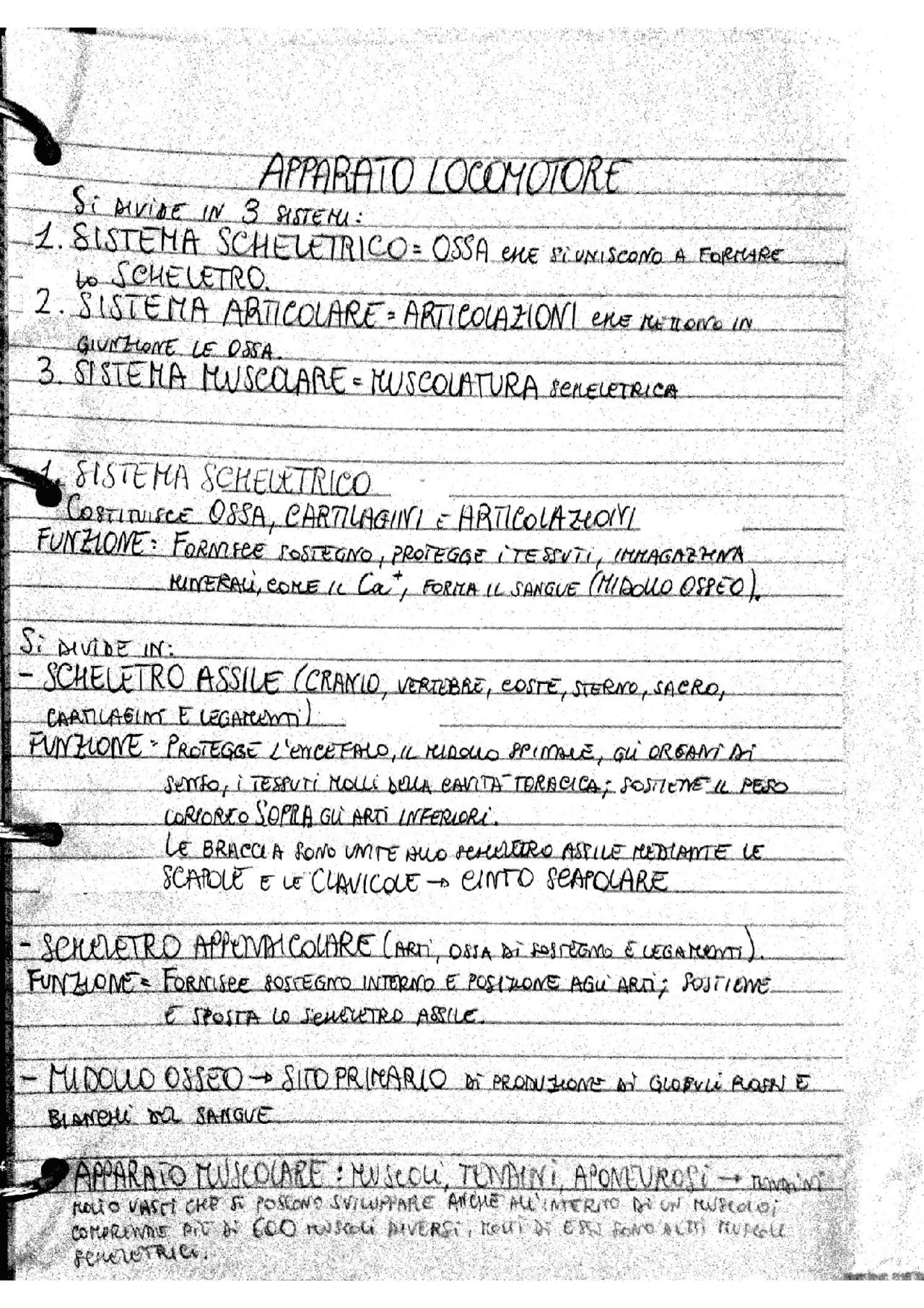 Apparato Locomotore Anatomia Docsity