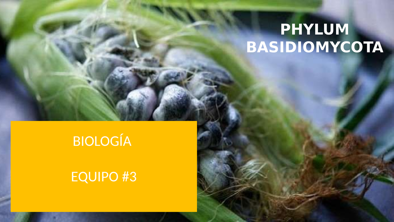 Phylum Basidiomicota | Diapositivas de Biología | Docsity