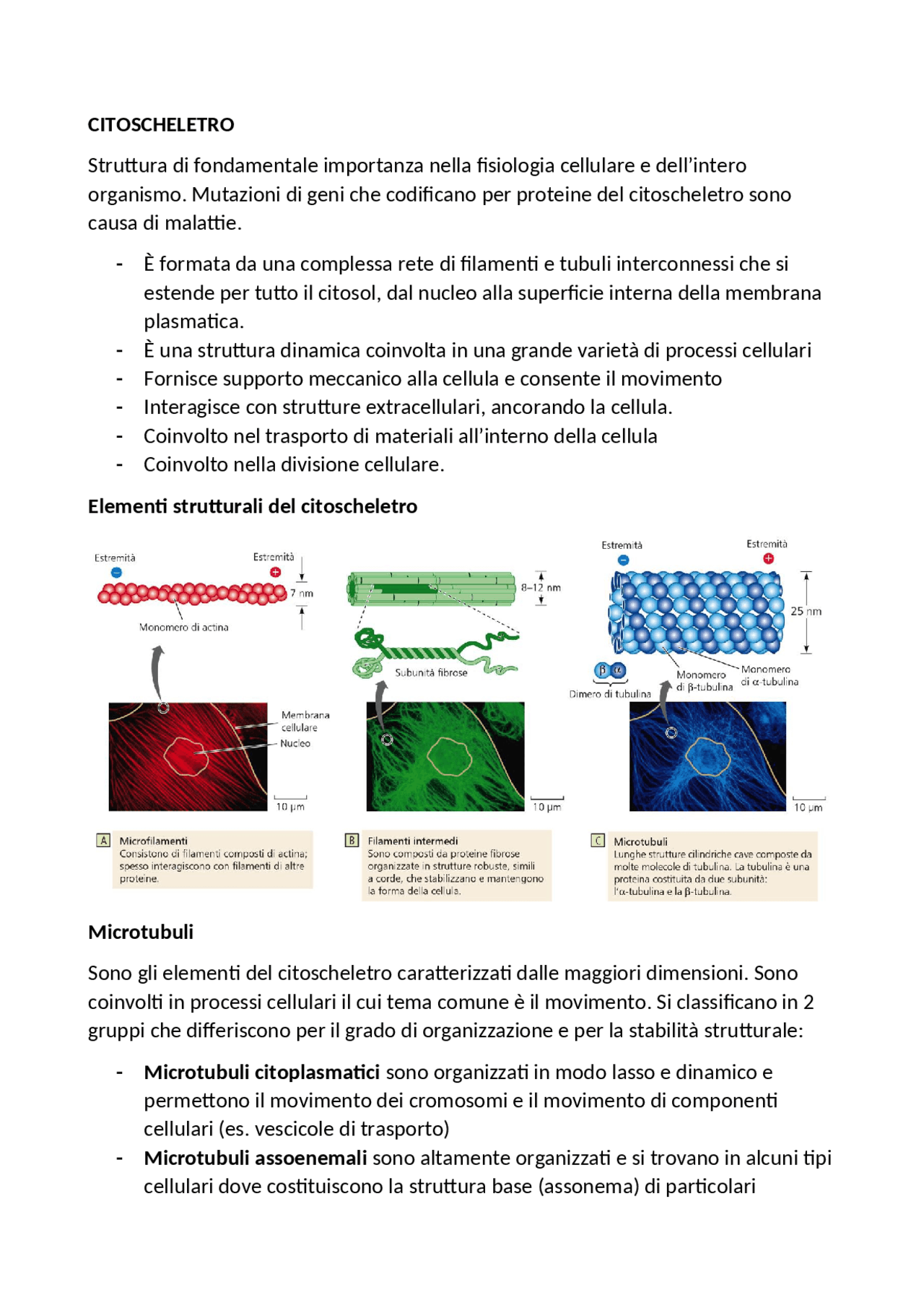Biologia Il Citoscheletro Docsity