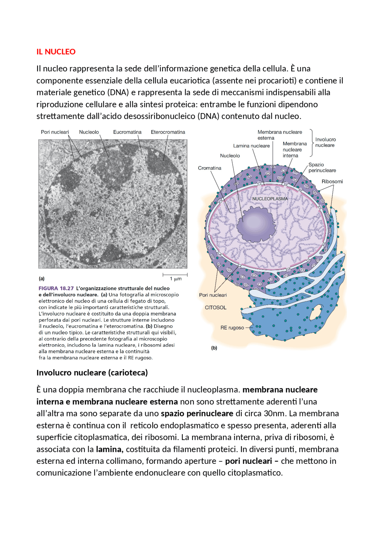 Biologia il Nucleo cellula - Docsity