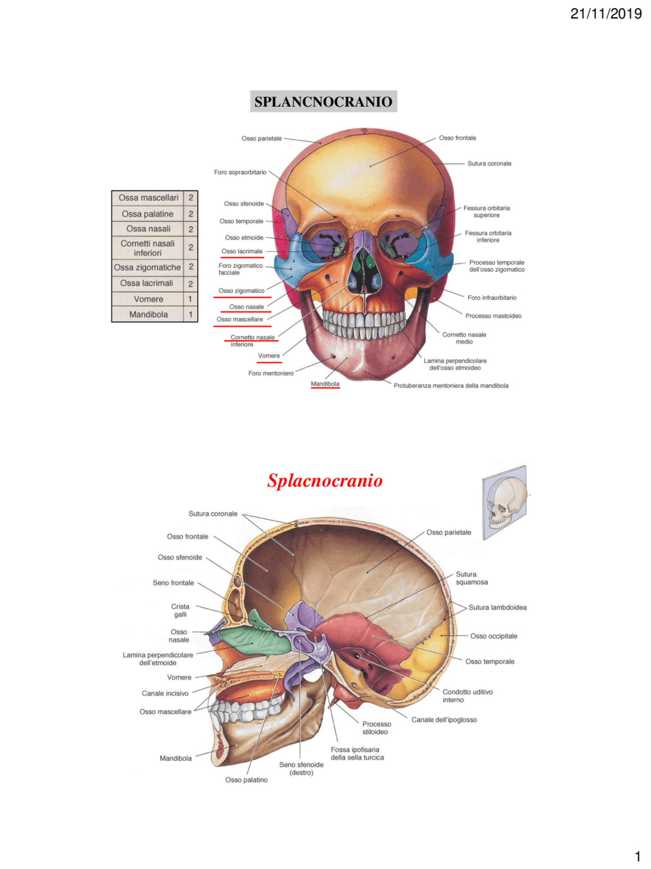 Slides da testa splancnocranio. | Slide di Anatomia I | Docsity