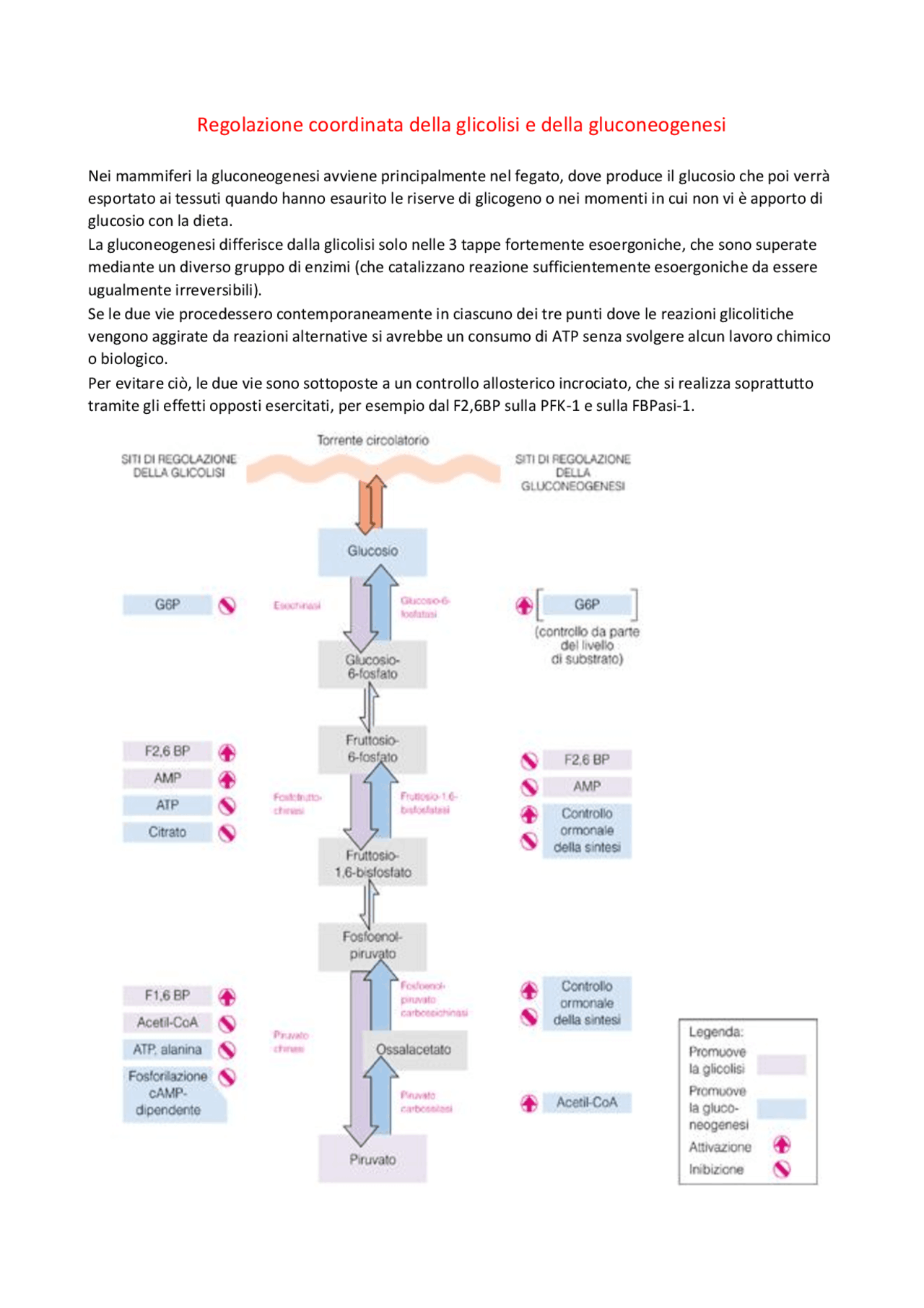 Glicolisi E Gluconeogenesi Insulina – FertilityCenter
