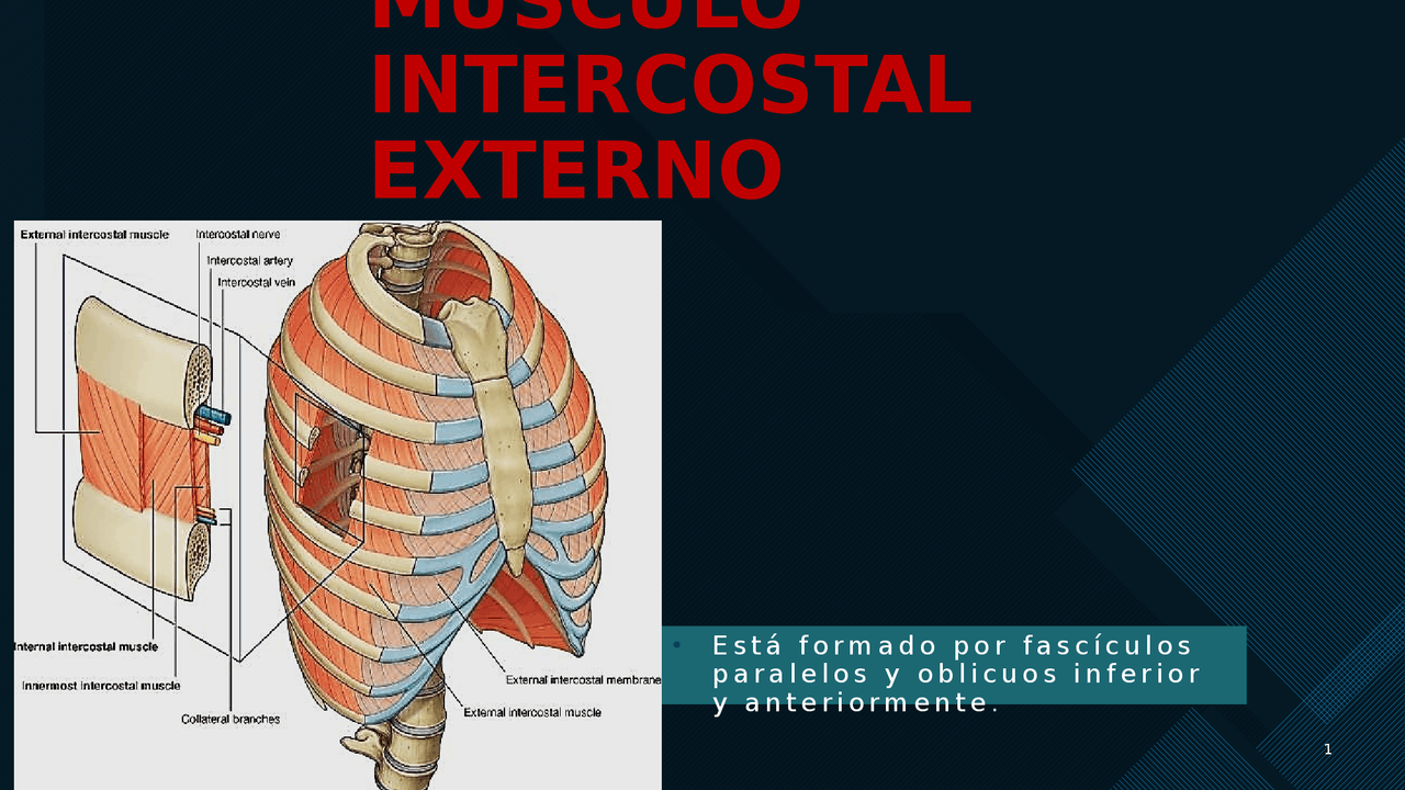 Músculos Inspiratorios: Intercostales y Diafragma - Docsity