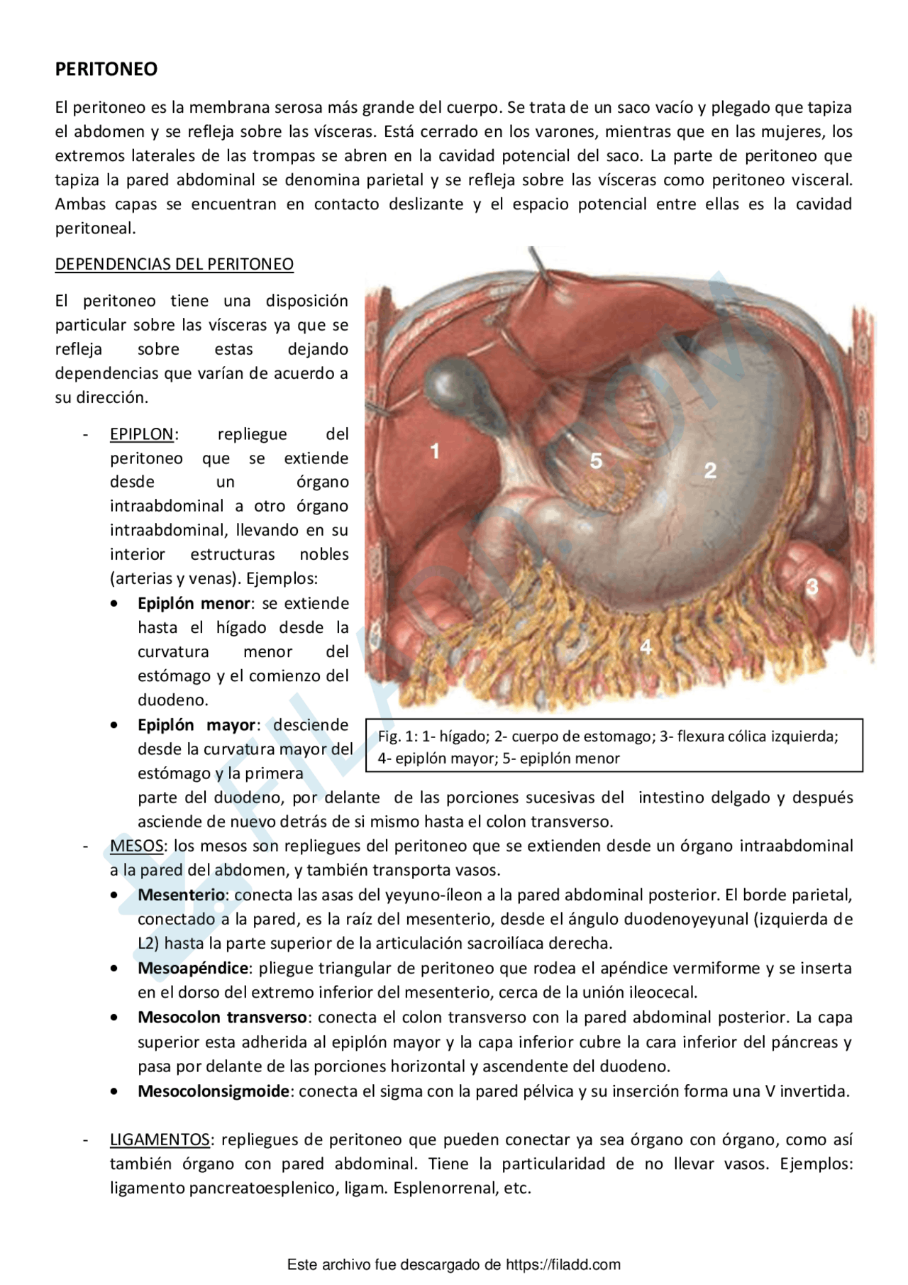 Anatomía Del Epiplón Menor TOMi.digital Peritoneo. Anatomía