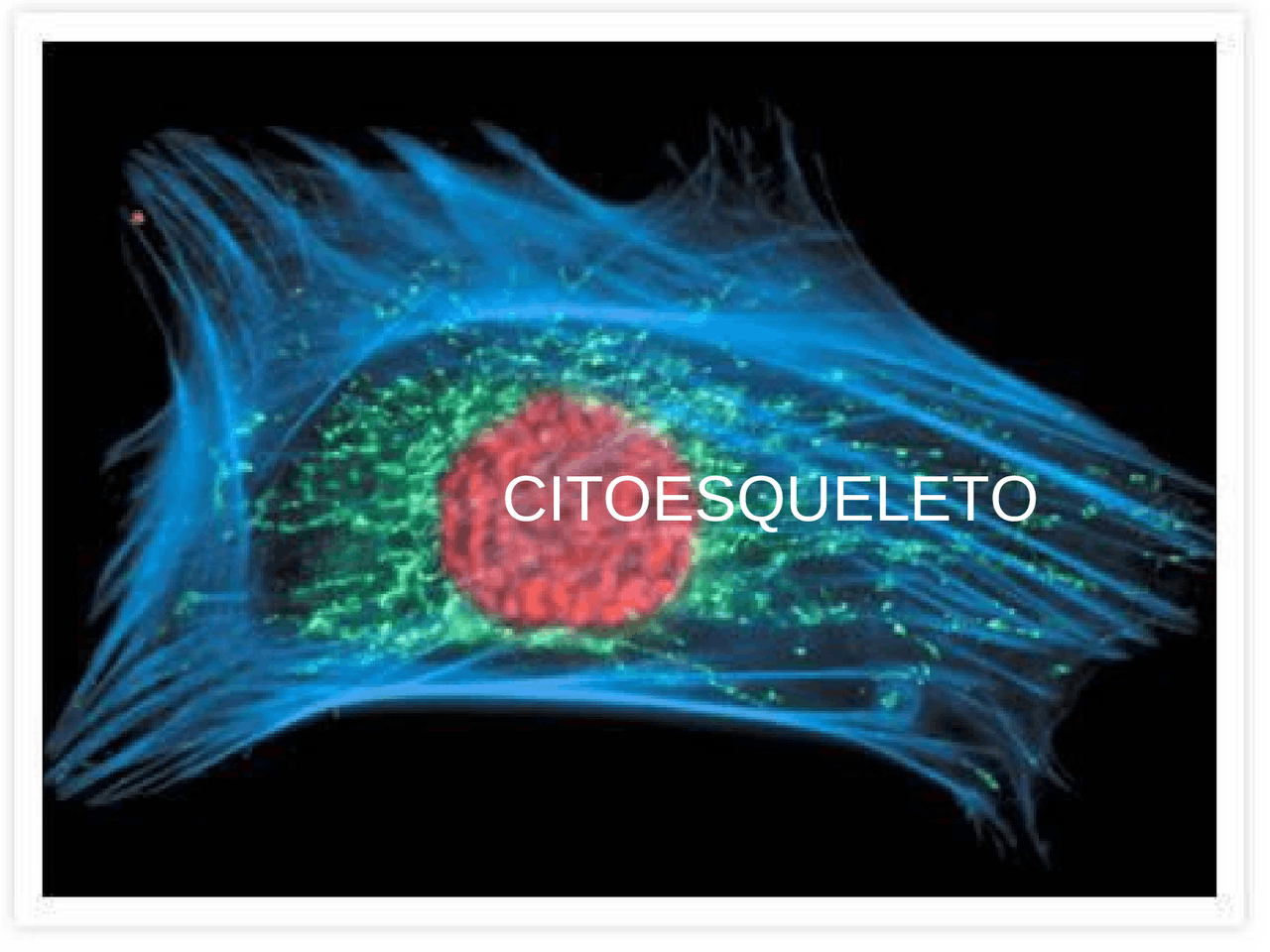Citoesqueleto Y Sus Partes Docsity