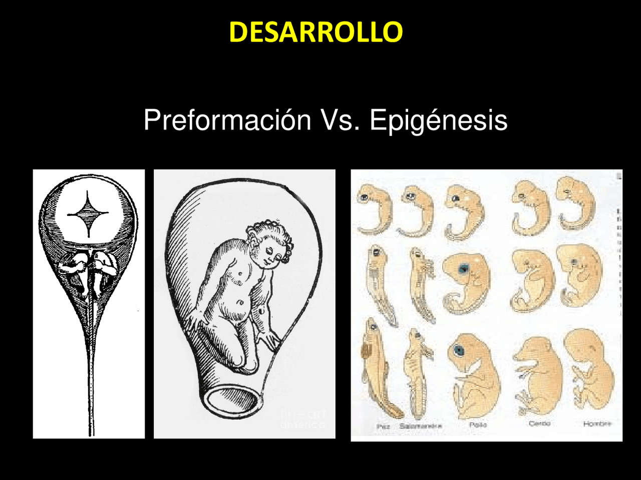 Embriologia y desarrollo embrionario y post embrionario - Docsity