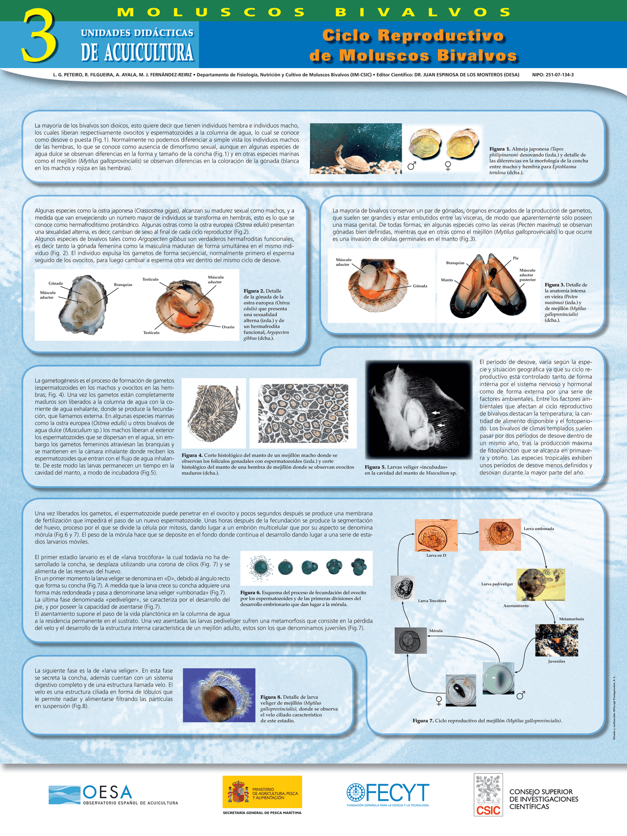 Moluscos partes de su morfologia - Docsity