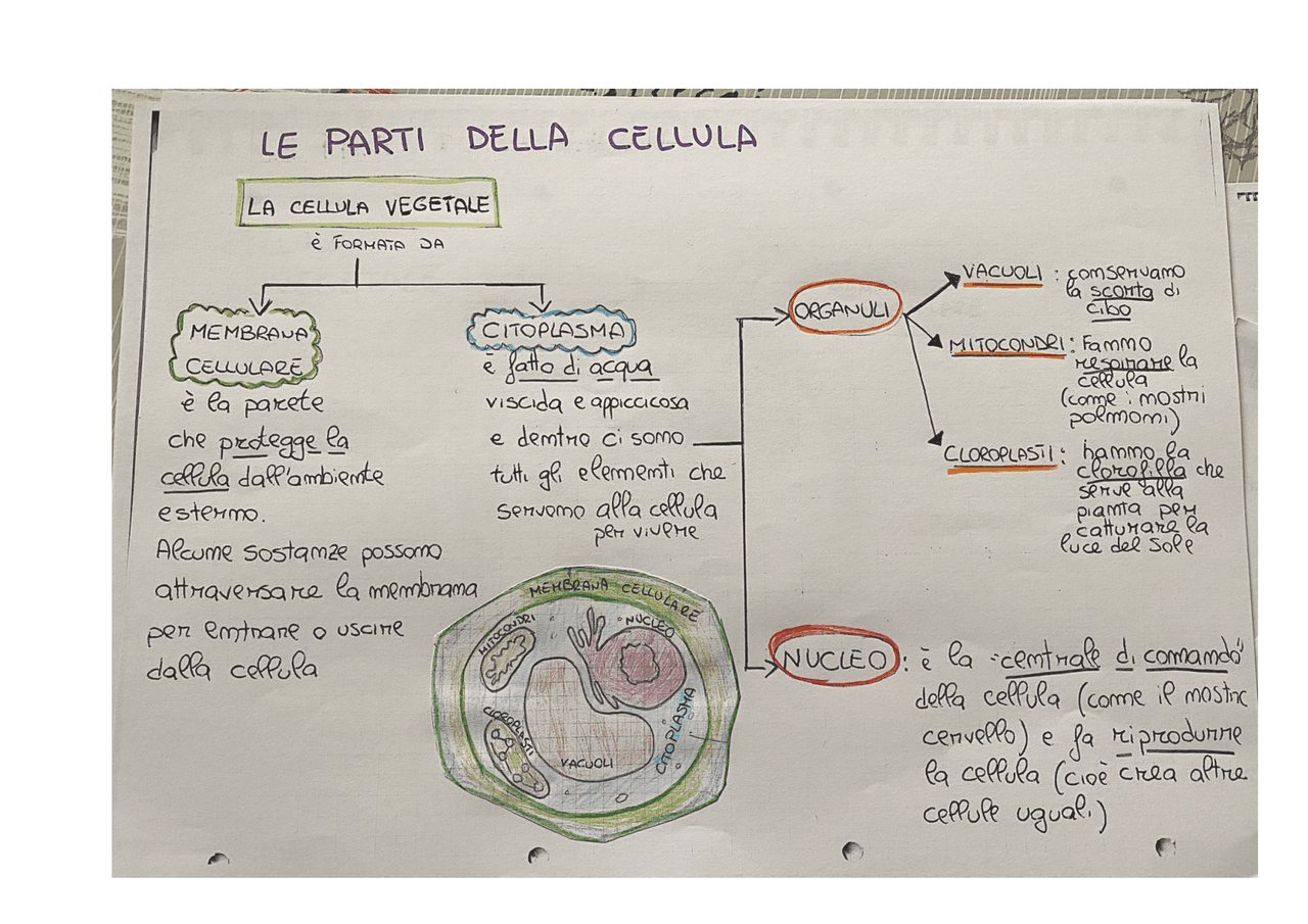 La cellula vegetale schema - Docsity