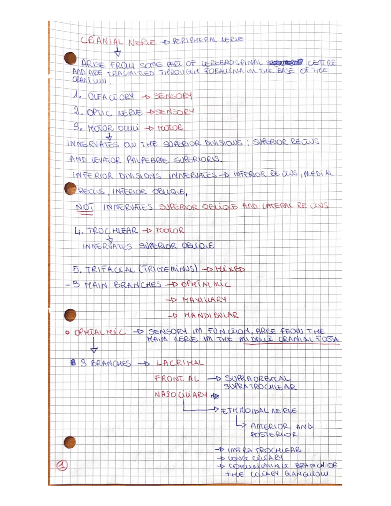 Scheme Cranial Nerves Docsity