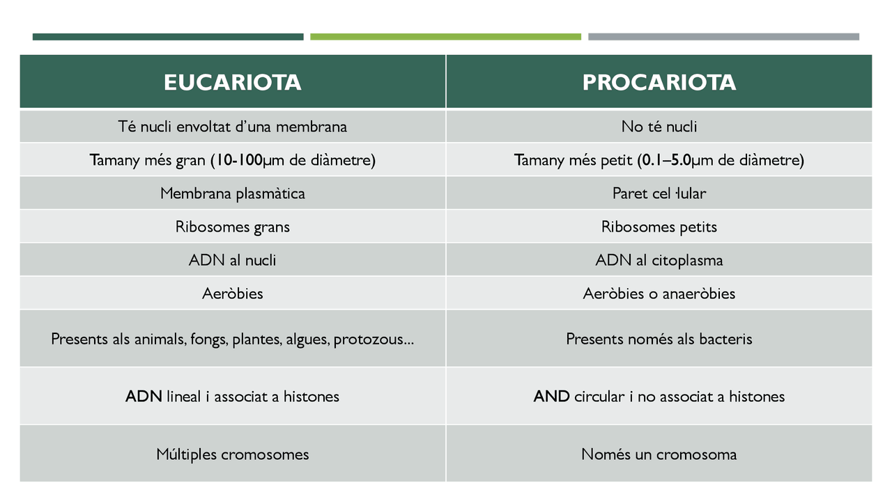 Diferències Cèl·lules Eucariotes I Procariotes Docsity