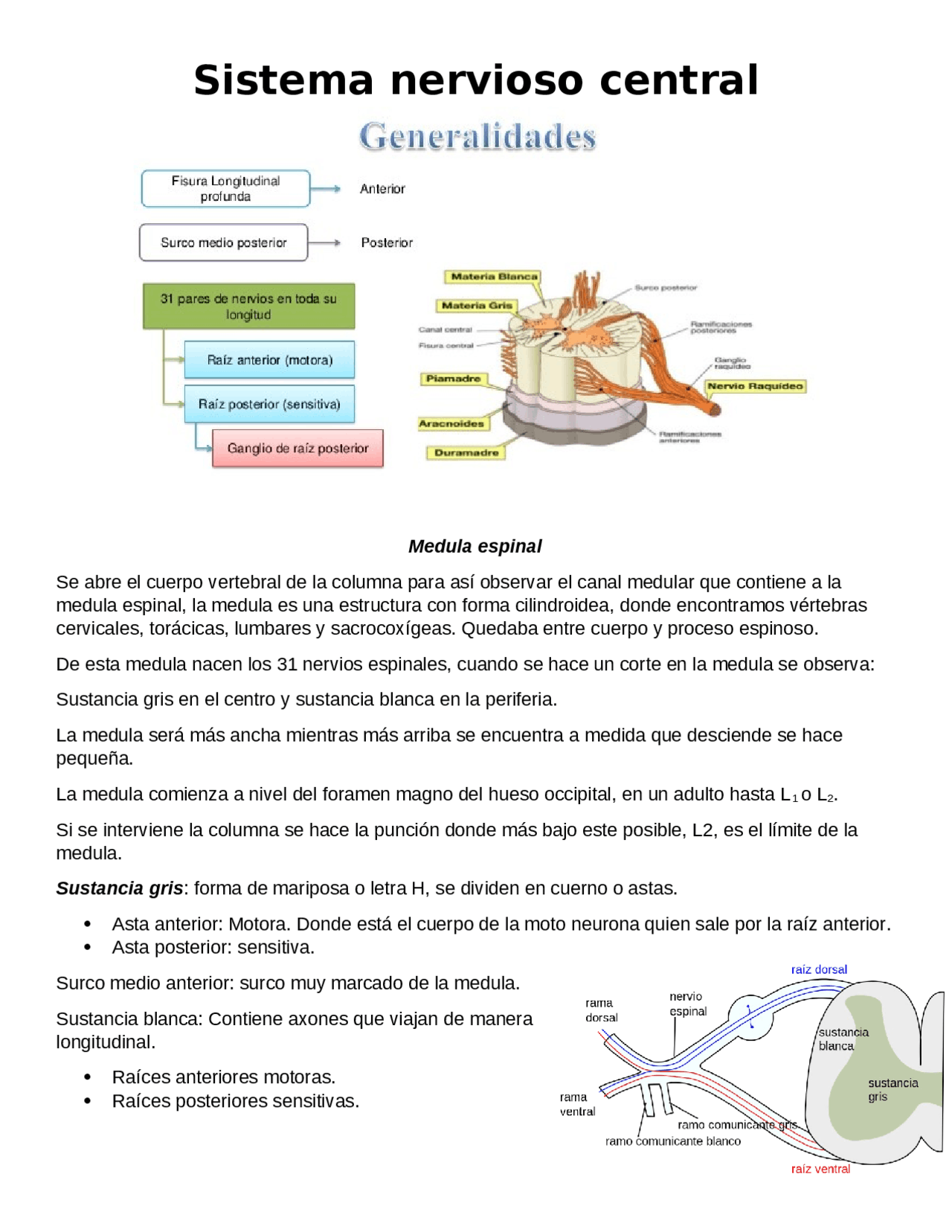 Sistema Nervioso Central Generalidades Apuntes De Anatomía Docsity