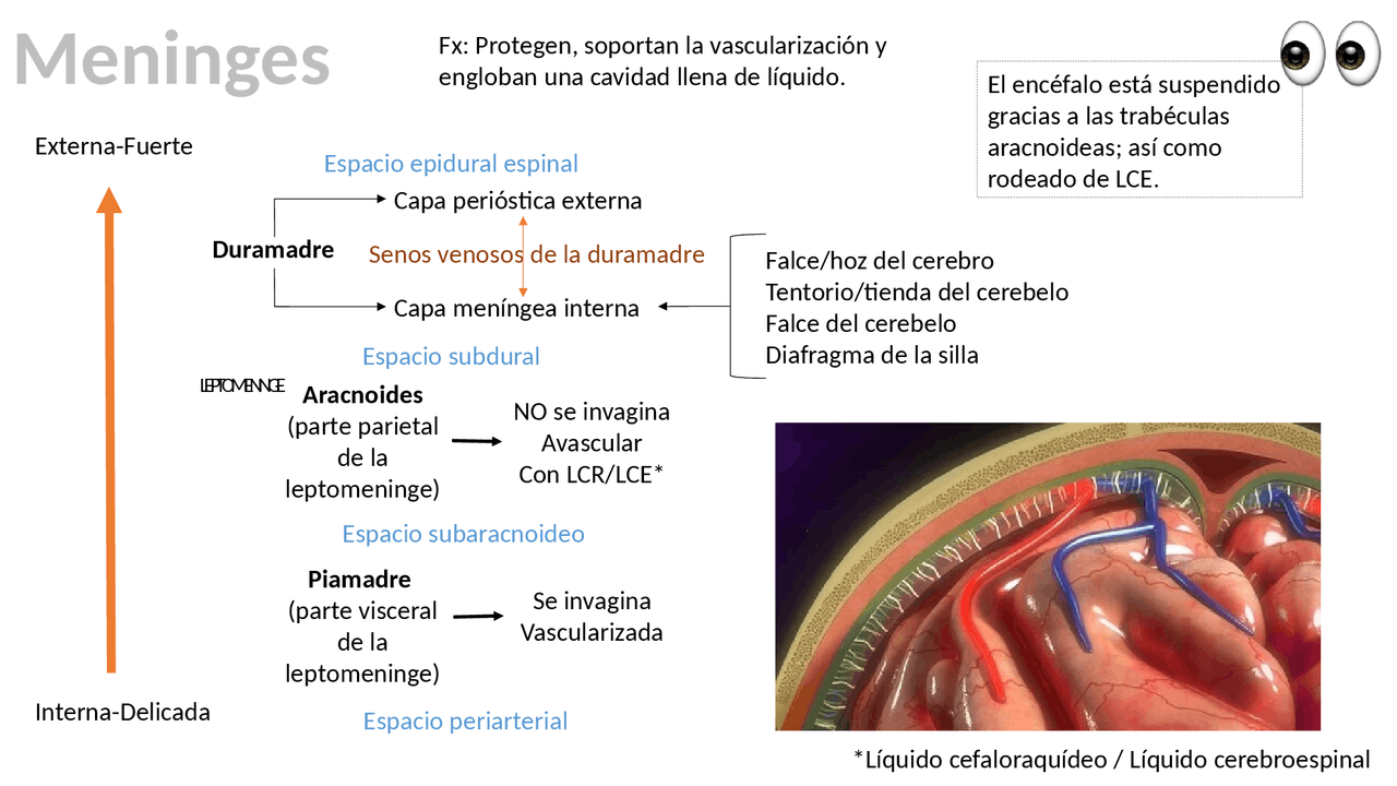Resumen De Meninges Del Libro De Anatomía De Moore Docsity