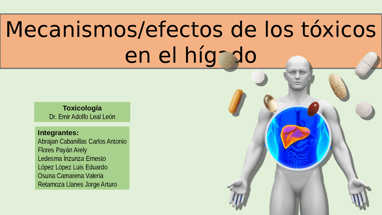 Efecto De Los Tóxicos En El Hígado Diapositivas De Toxicología Docsity