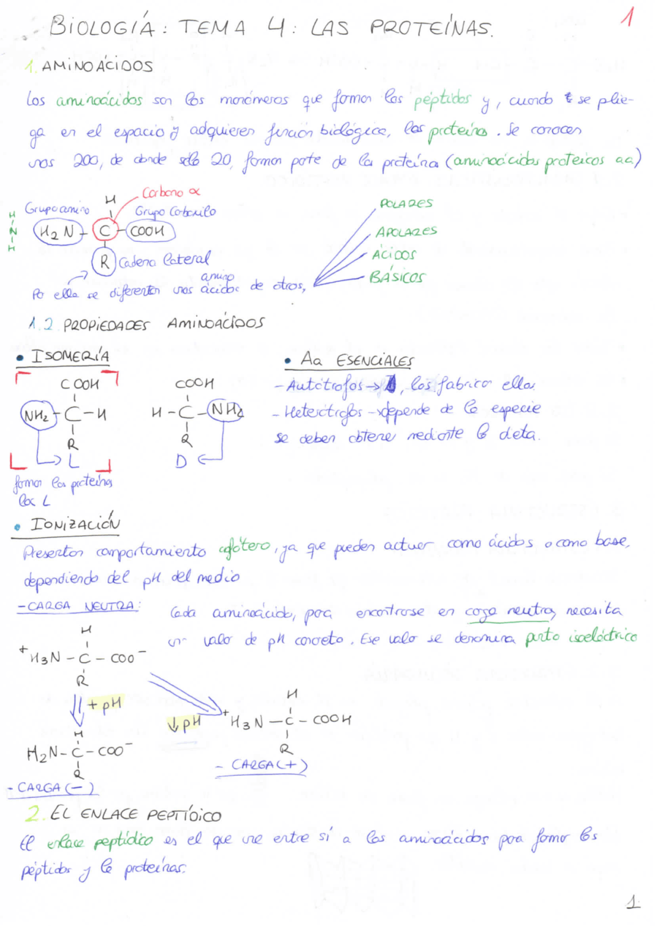 Tema 4 De Apuntes De Biología De 2 De Bachillerato Las Proteínas Docsity