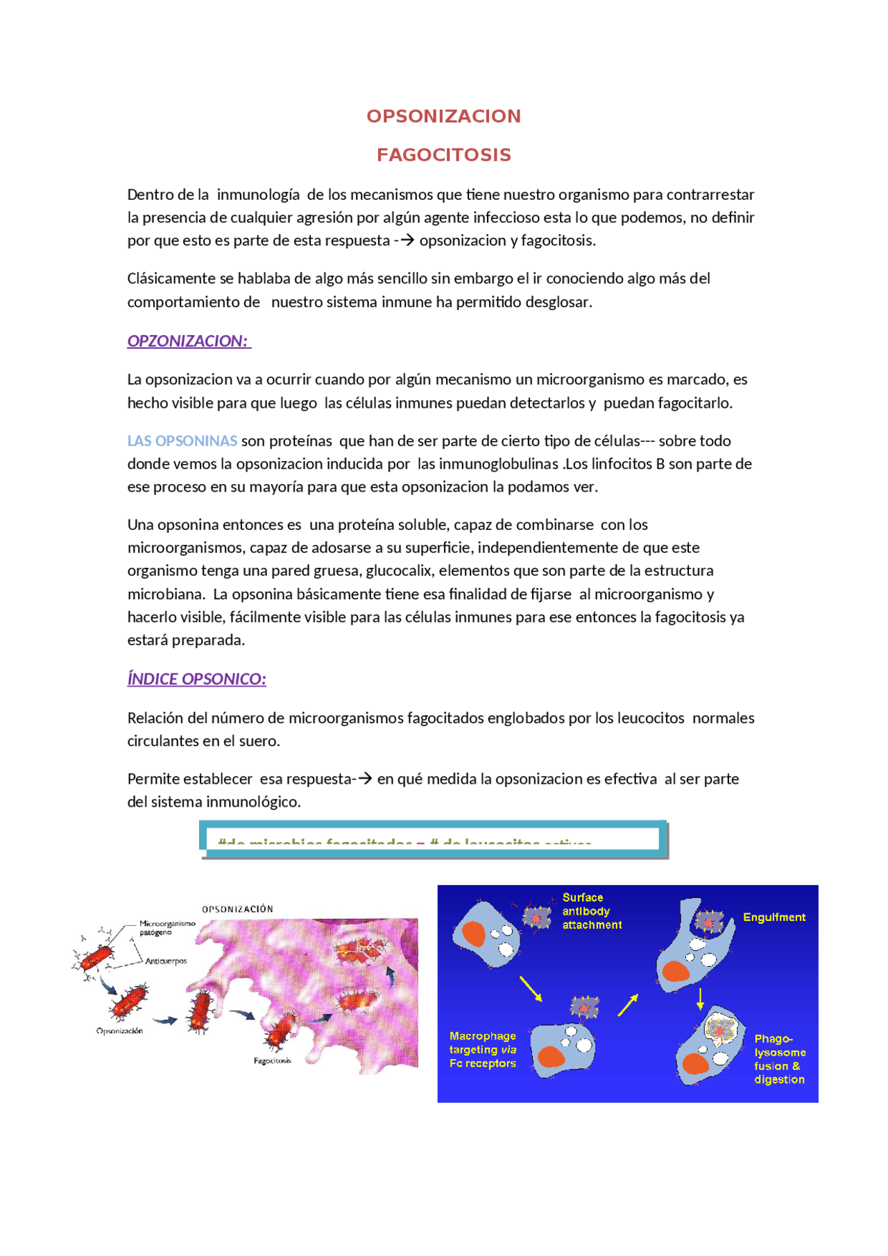 OPSONIZACION Y RELACION CON LAS INMUNOGLOBULINAS | Summaries of ...