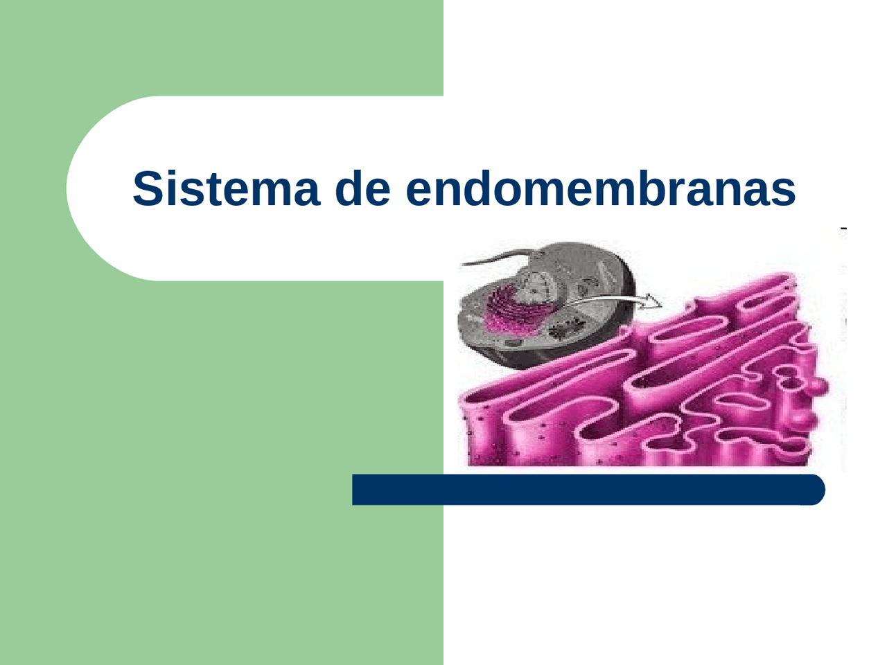 SISTEMA DE ENDOMEMBRANAS, BIOLOGÍA CELULAR | Diapositivas de Bioquímica ...
