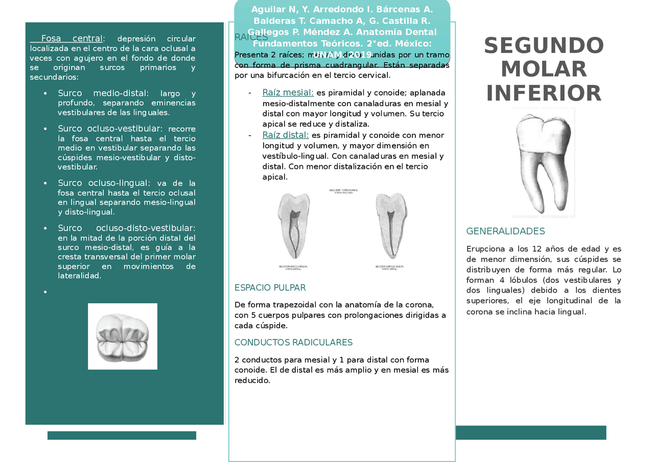 Segundo Molar Inferior | Resúmenes de Anatomía Dental | Docsity