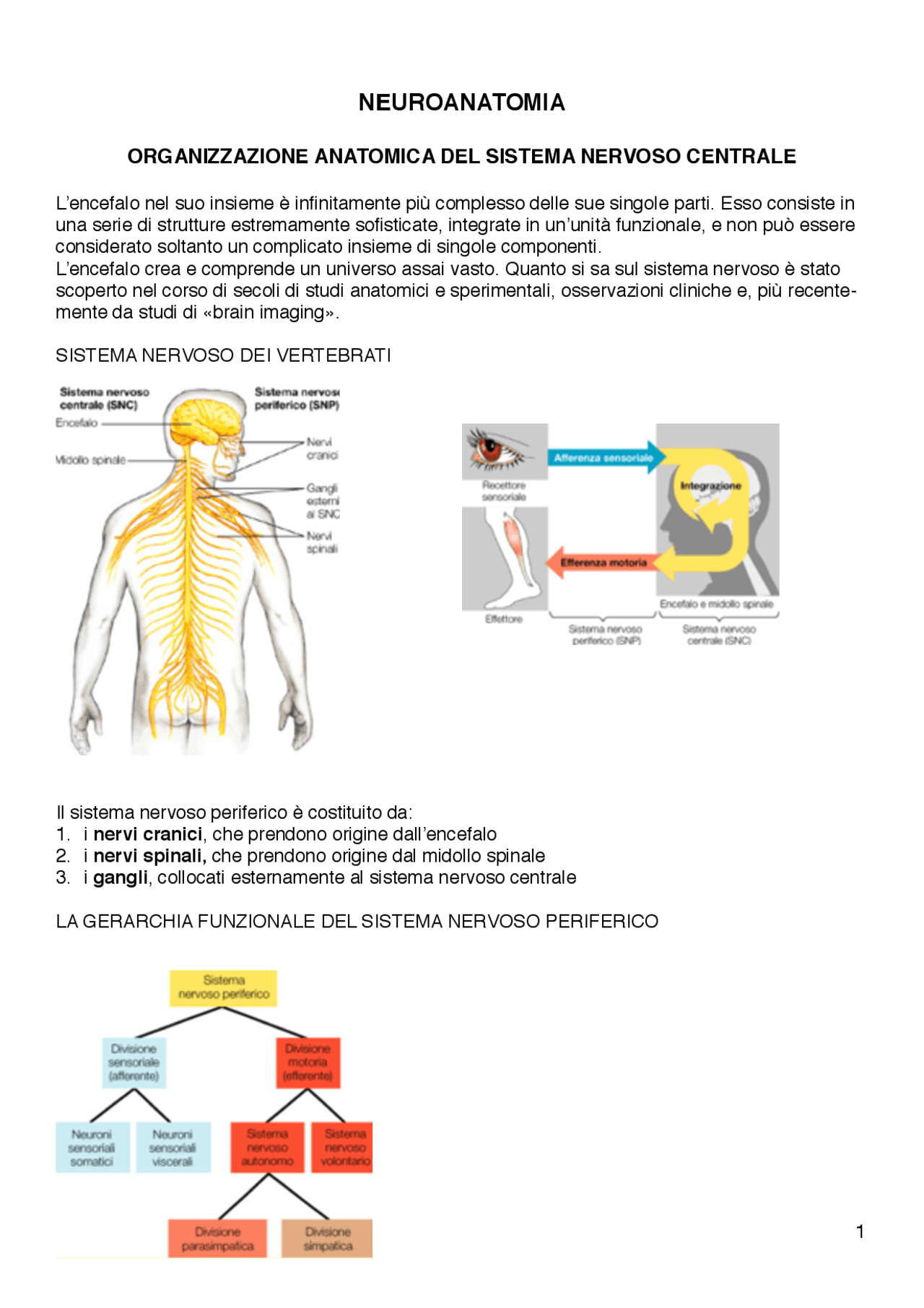 Neuroanatomia Introduzione Docsity