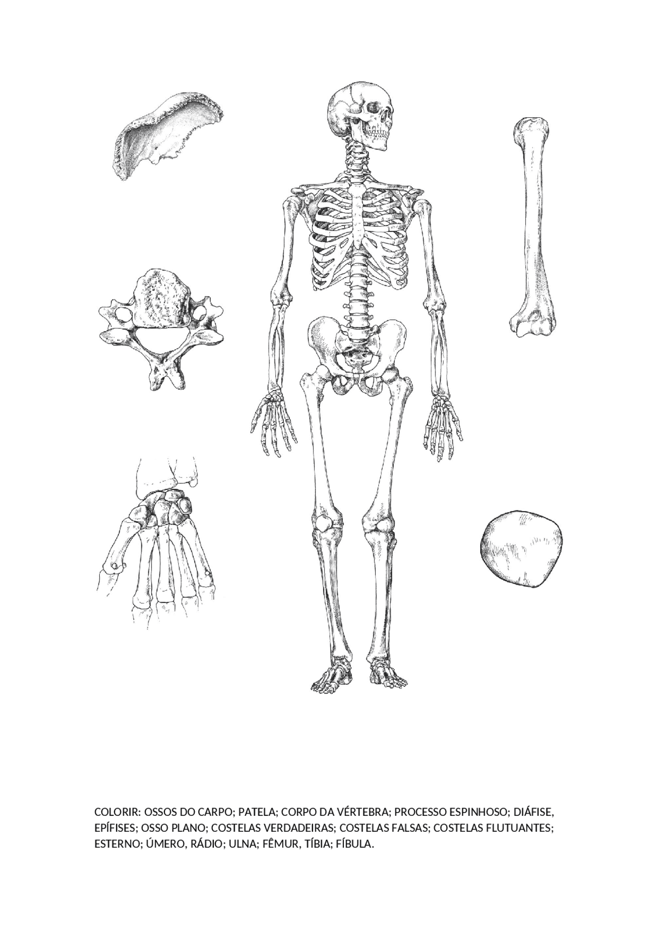 Sistema Esquelético Para A Prática Exercícios Anatomia Docsity