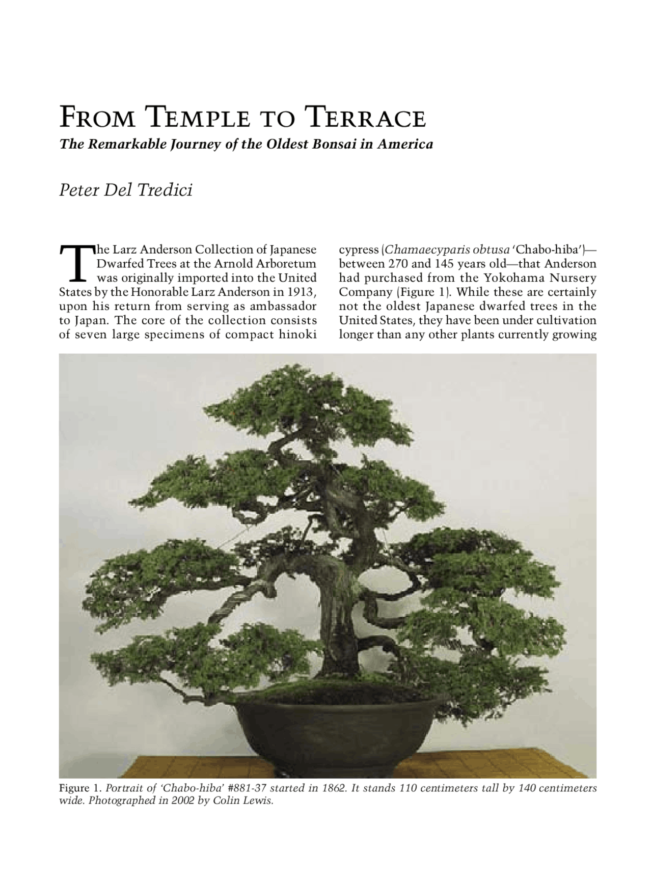 The Remarkable Journey of the Oldest Bonsai in America | Transcripciones Arte | Docsity