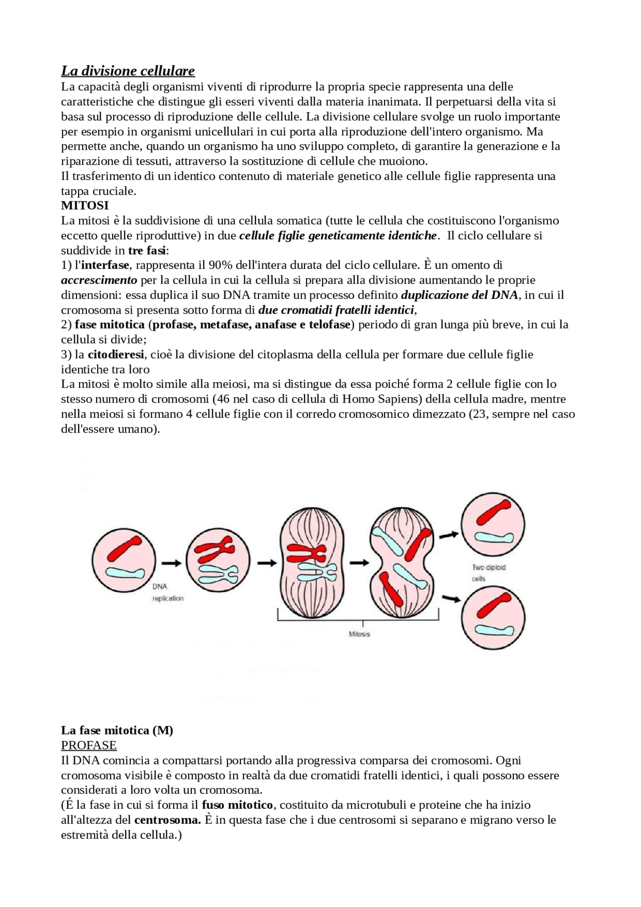Mitosi E Meiosi Cellulare Docsity