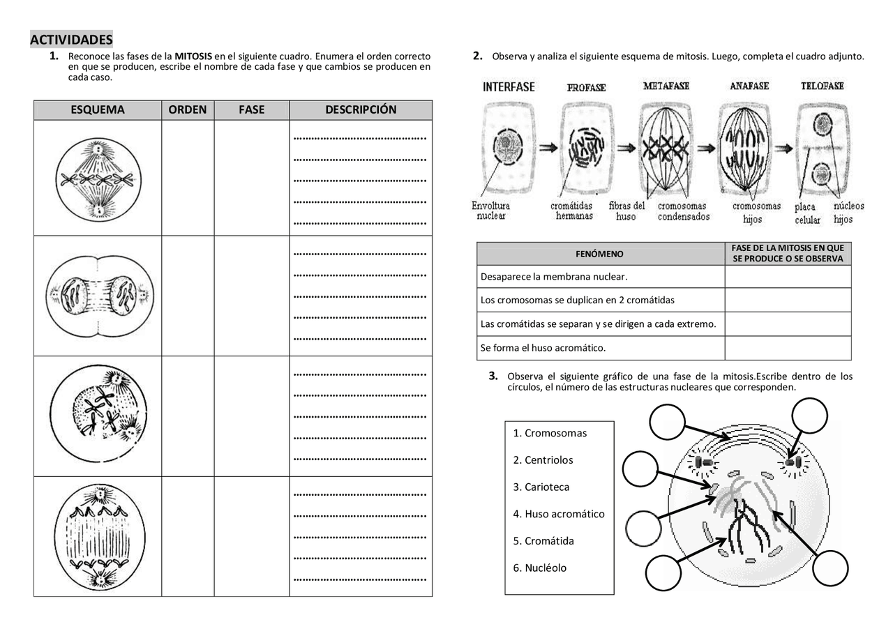 Hoja De Trabajo Sobre Meiosis Y Mitosis