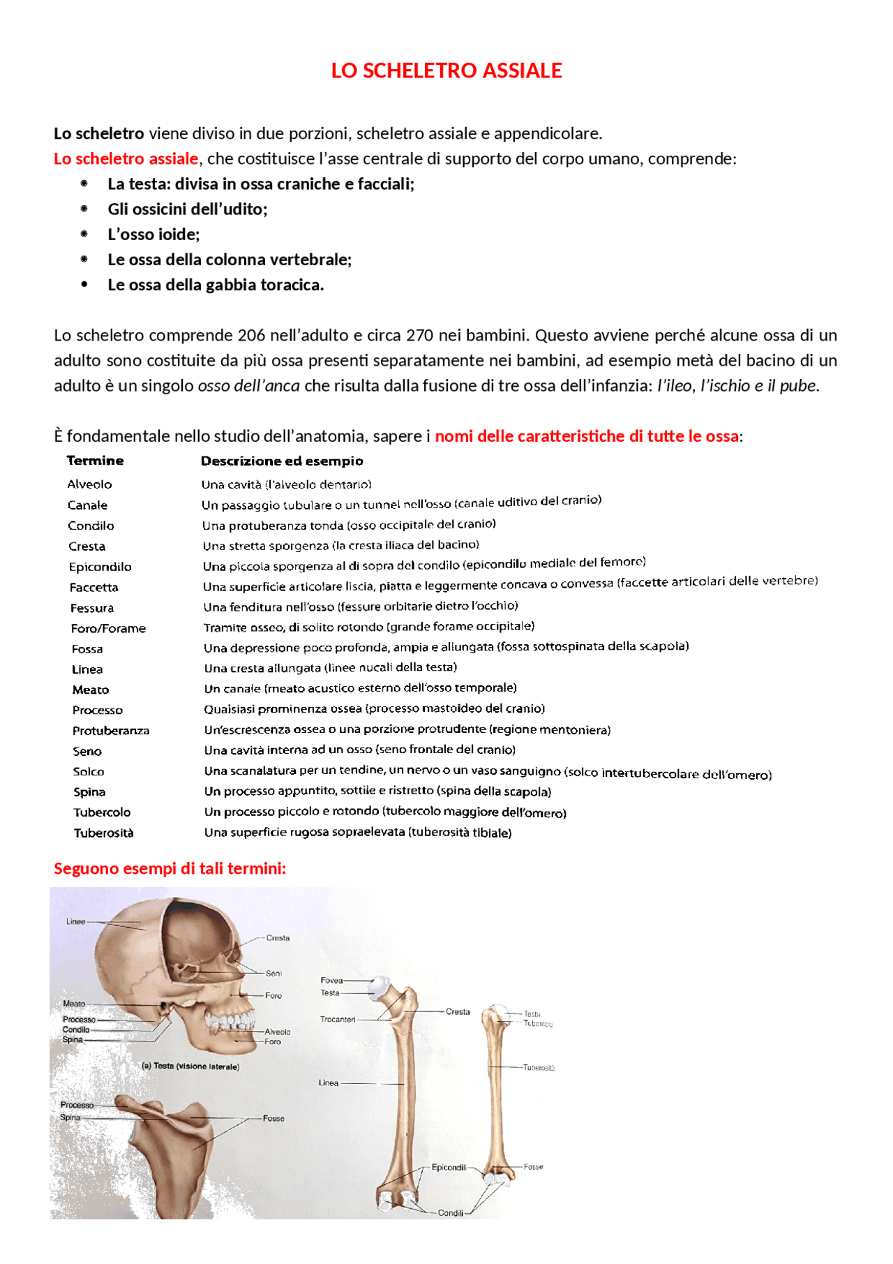 Lo scheletro assiale - Docsity