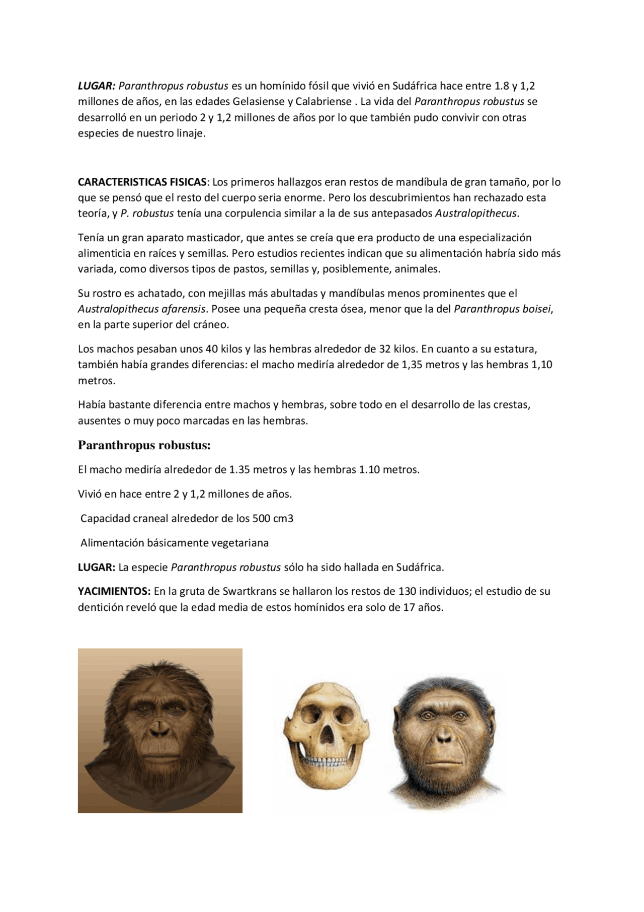 Australopithecus Boisei Características Del Cráneo