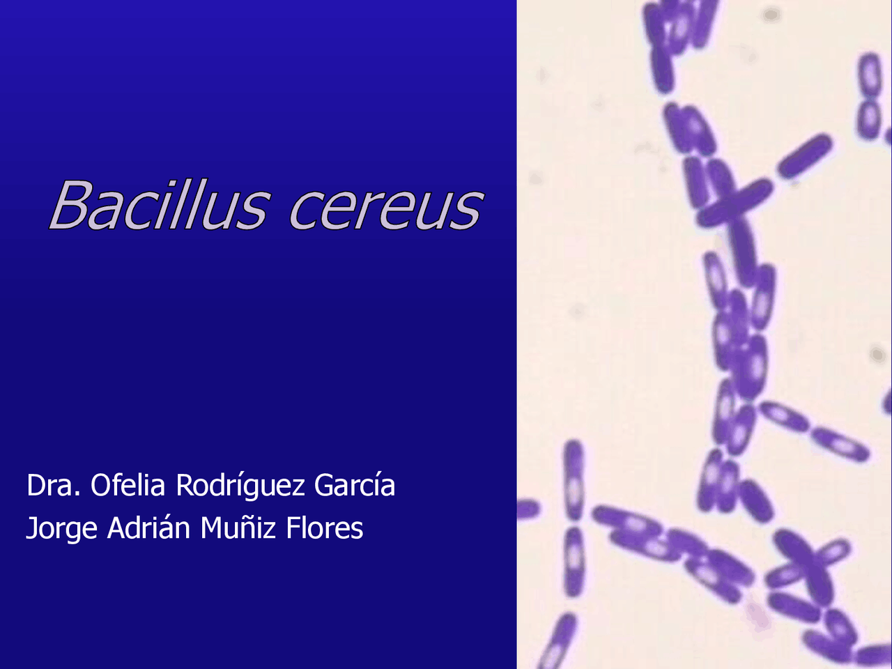 Bacillus Cereus Todo Sobre Este Patógeno Docsity