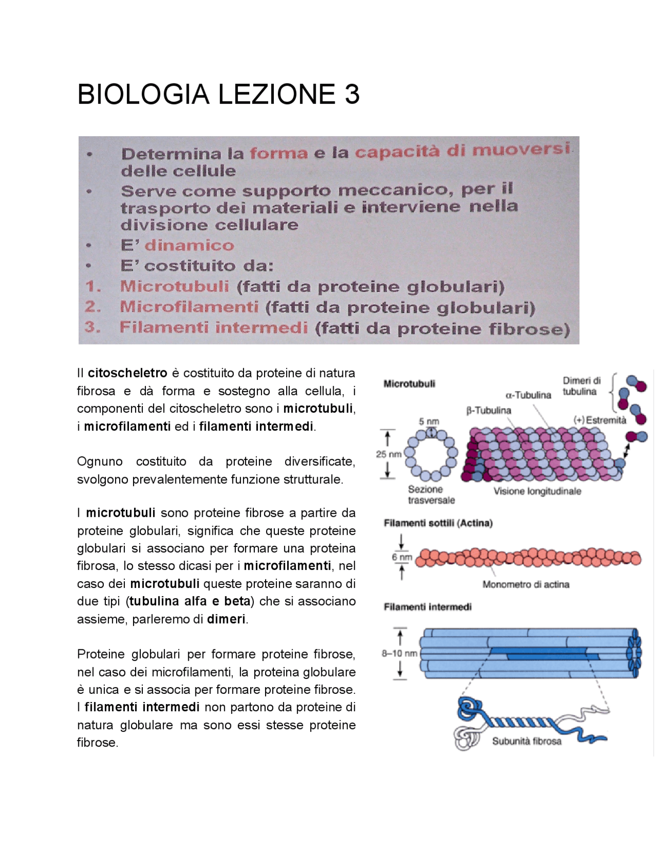 Biologia Citoscheletro E Dna Docsity