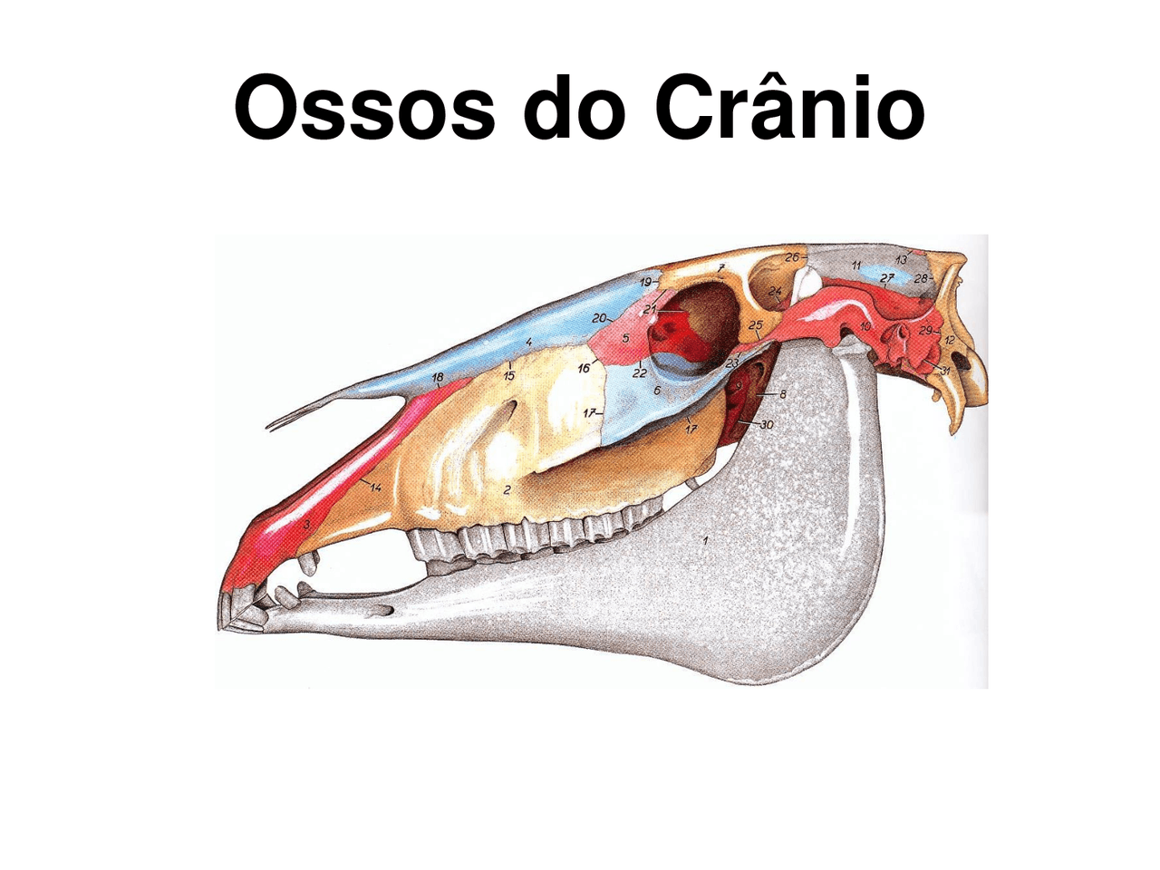Anatomia veterinária 1 - Docsity