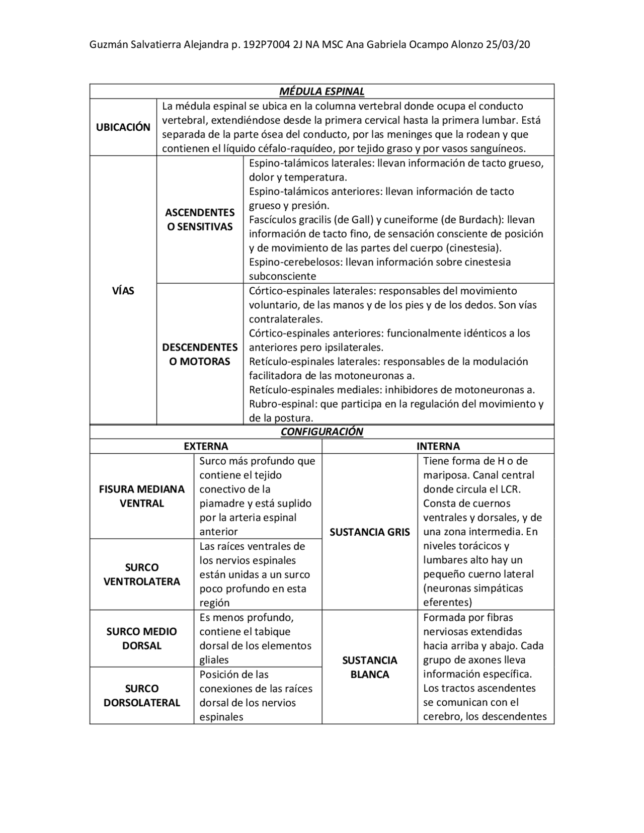 NeuroanatomÍa MÉdula Espinal Docsity