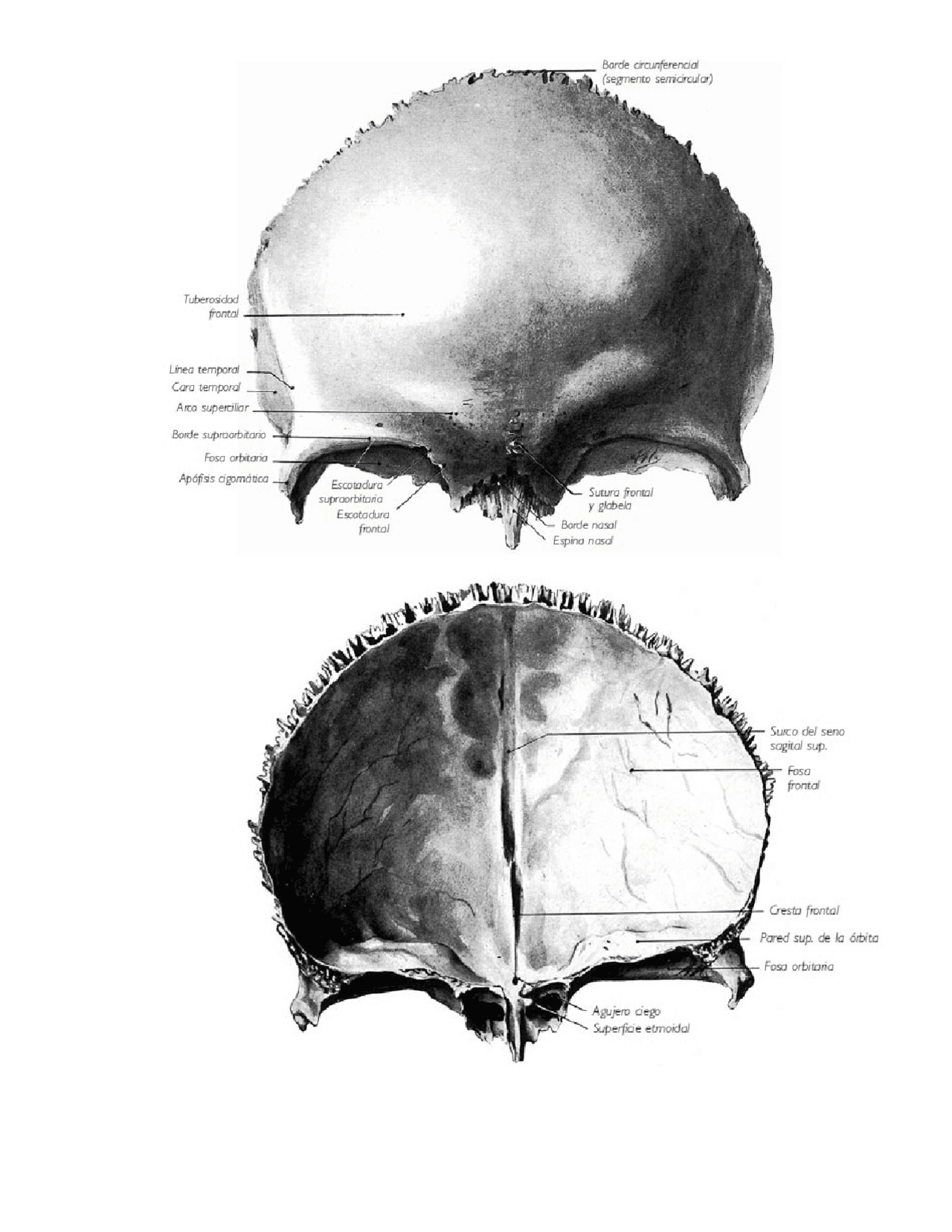 Huesos del Cráneo imágenes | Esquemas y mapas conceptuales de Anatomía ...