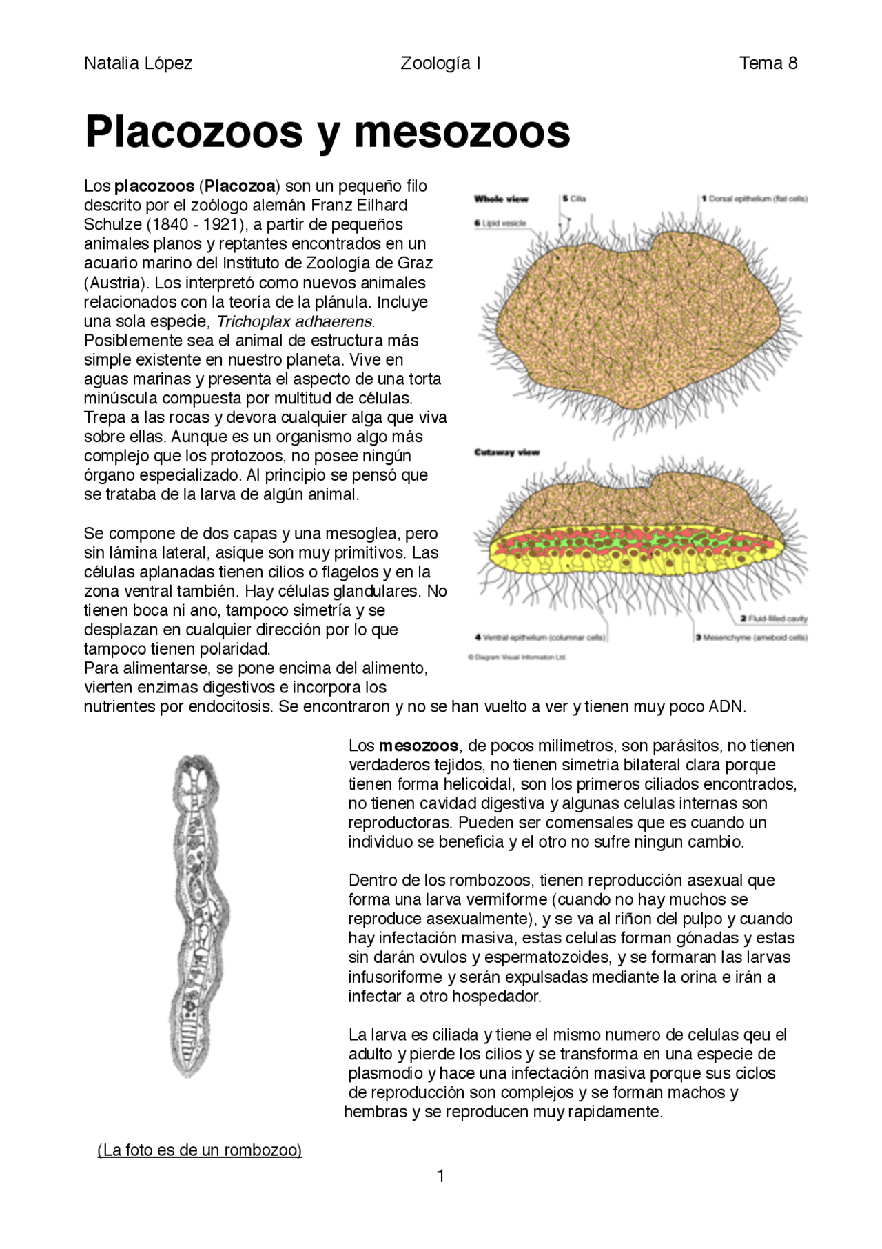 Mesozoos y placozoos Apuntes Zoologia - Docsity