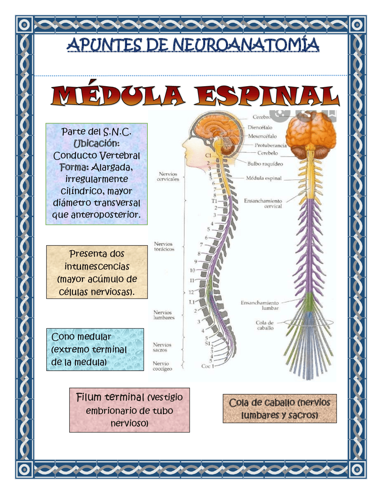 Apuntes Médula Espinal Notes De Neuroanatommie Docsity