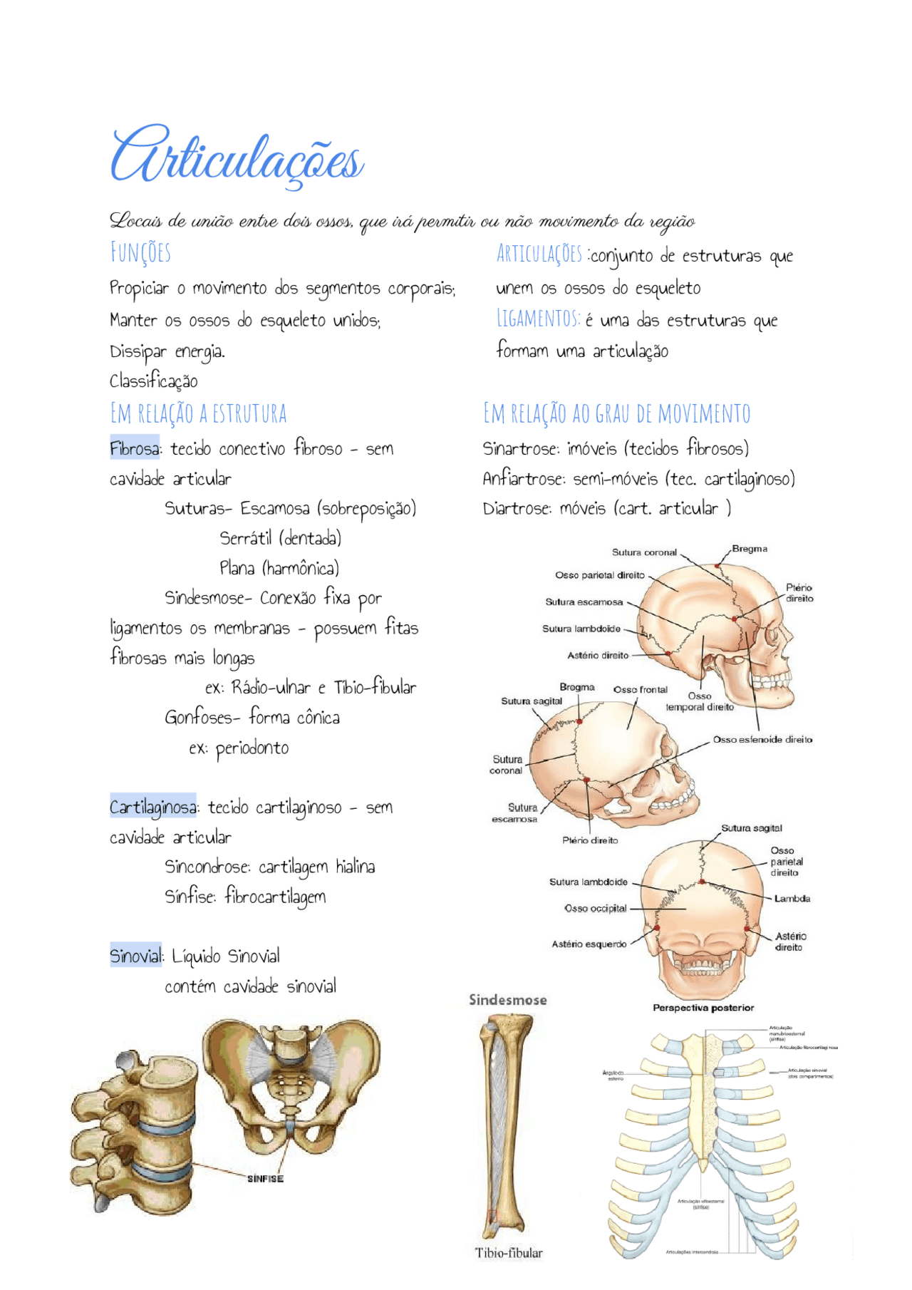 Articulações E Articulações Sinoviais Resumos Anatomia Docsity