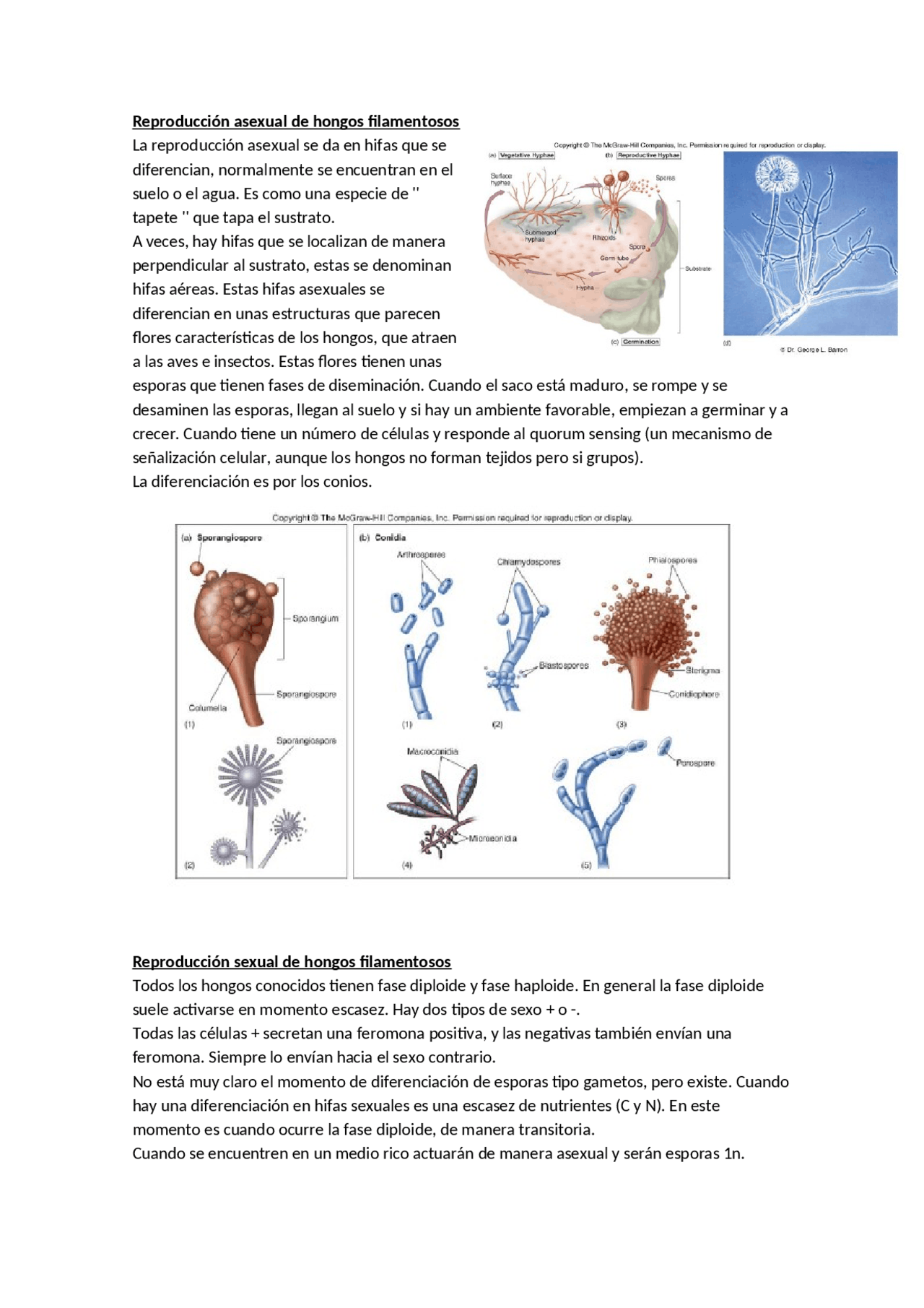 Reproducción asexual de hongos filamentosos | Apuntes de Microbiología ...
