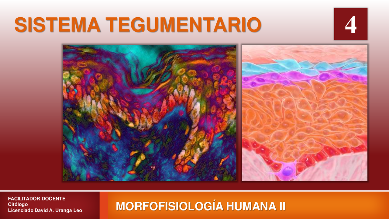 Sistema Tegumentario Diapositivas De Anatomía Docsity