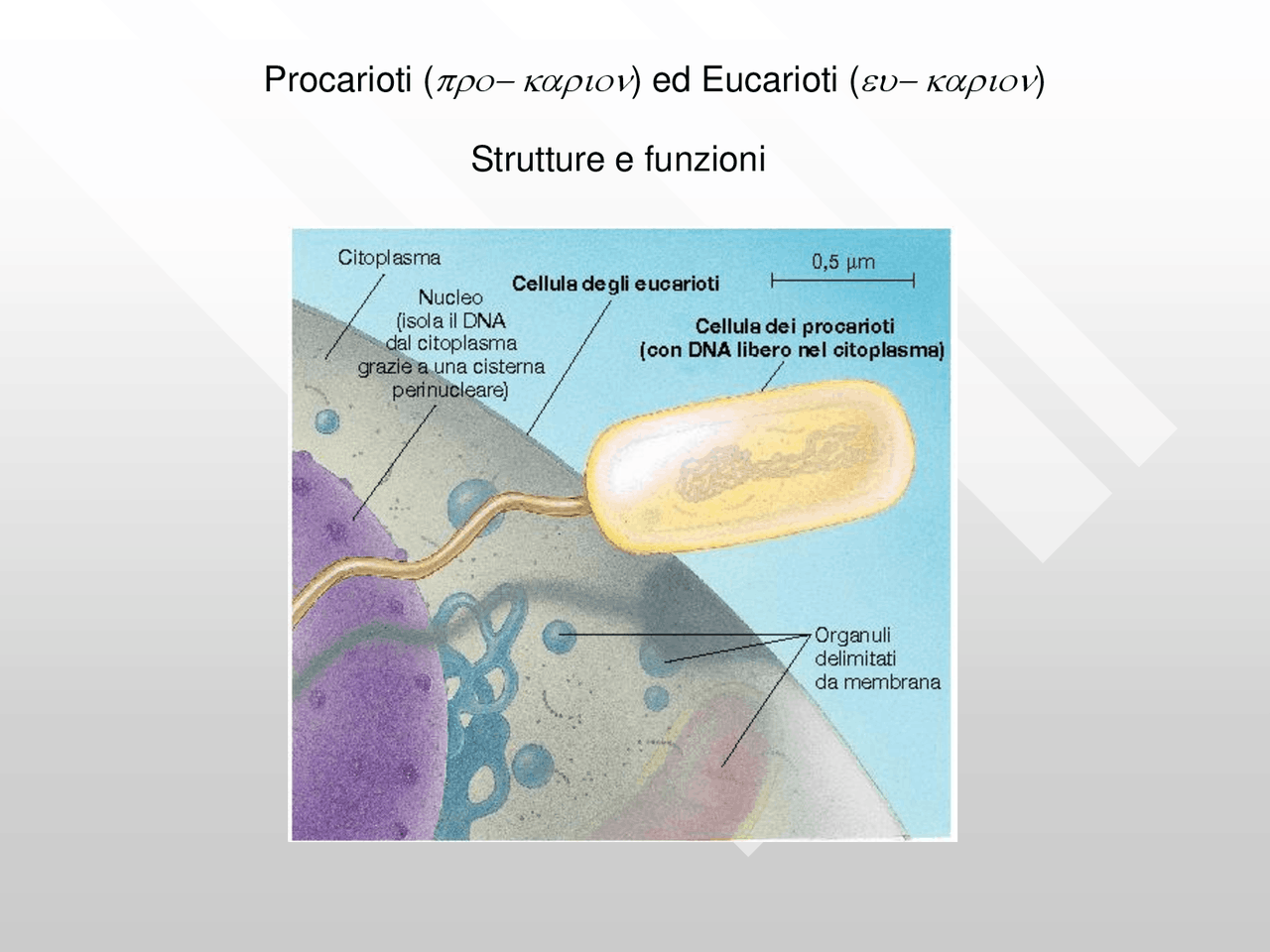Procarioti Ed Eucarioti Docsity