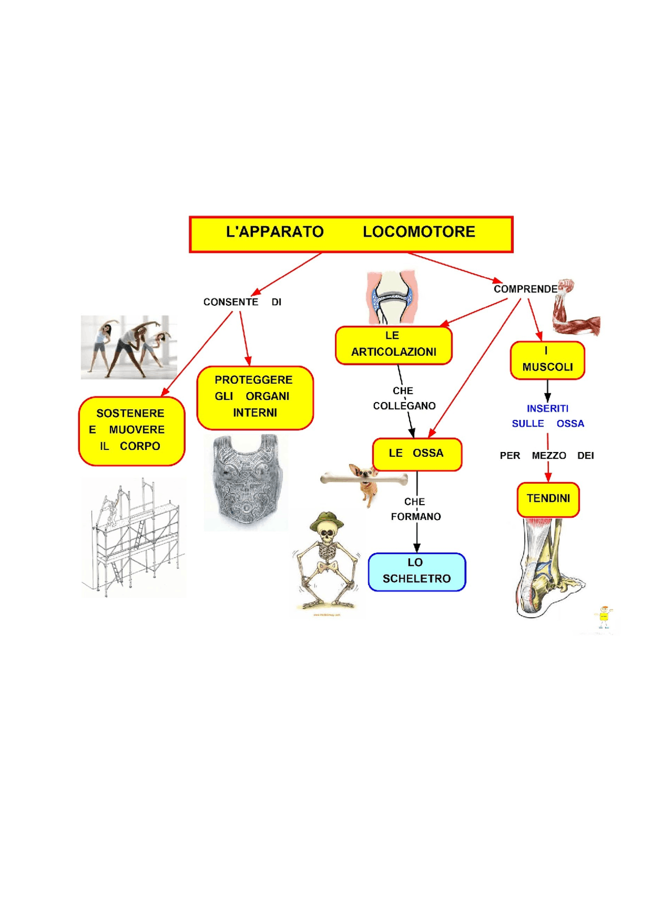L Apparato Locomotore Docsity