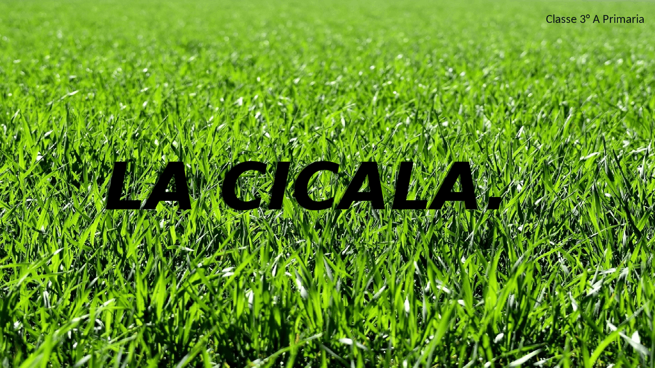 La metamorfosi della cicala | Guide, Progetti e Ricerche di Ecologia ...