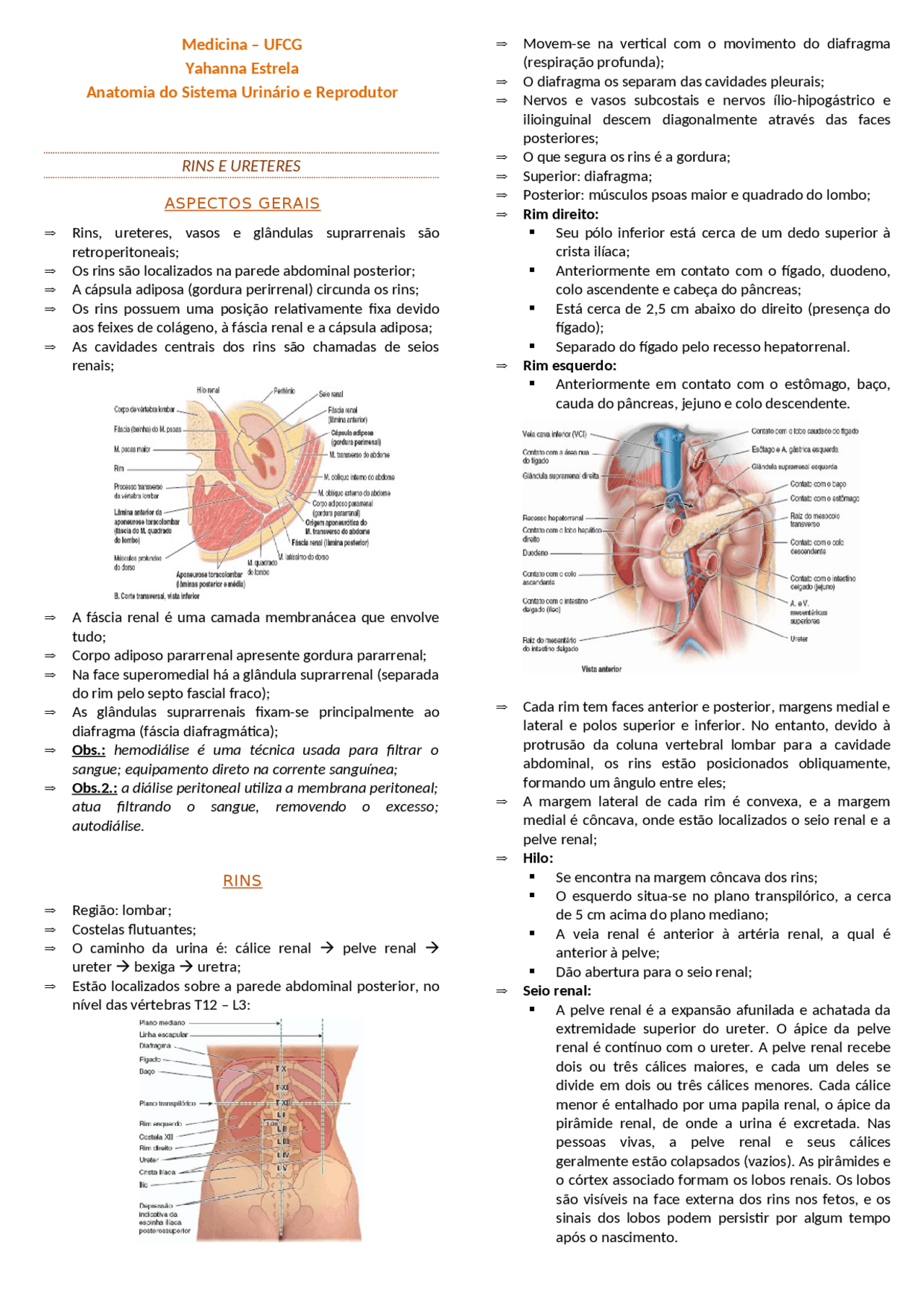 Anatomia Do Sistema Urinário E Reprodutor Docsity