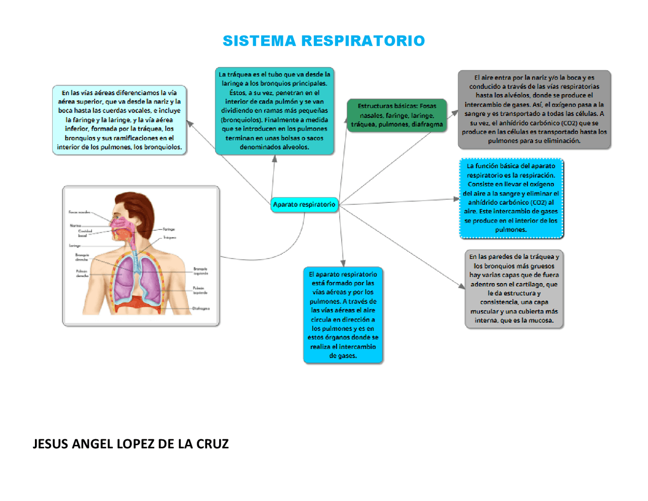 Mapa Conceptual Del Sistema Respiratorio