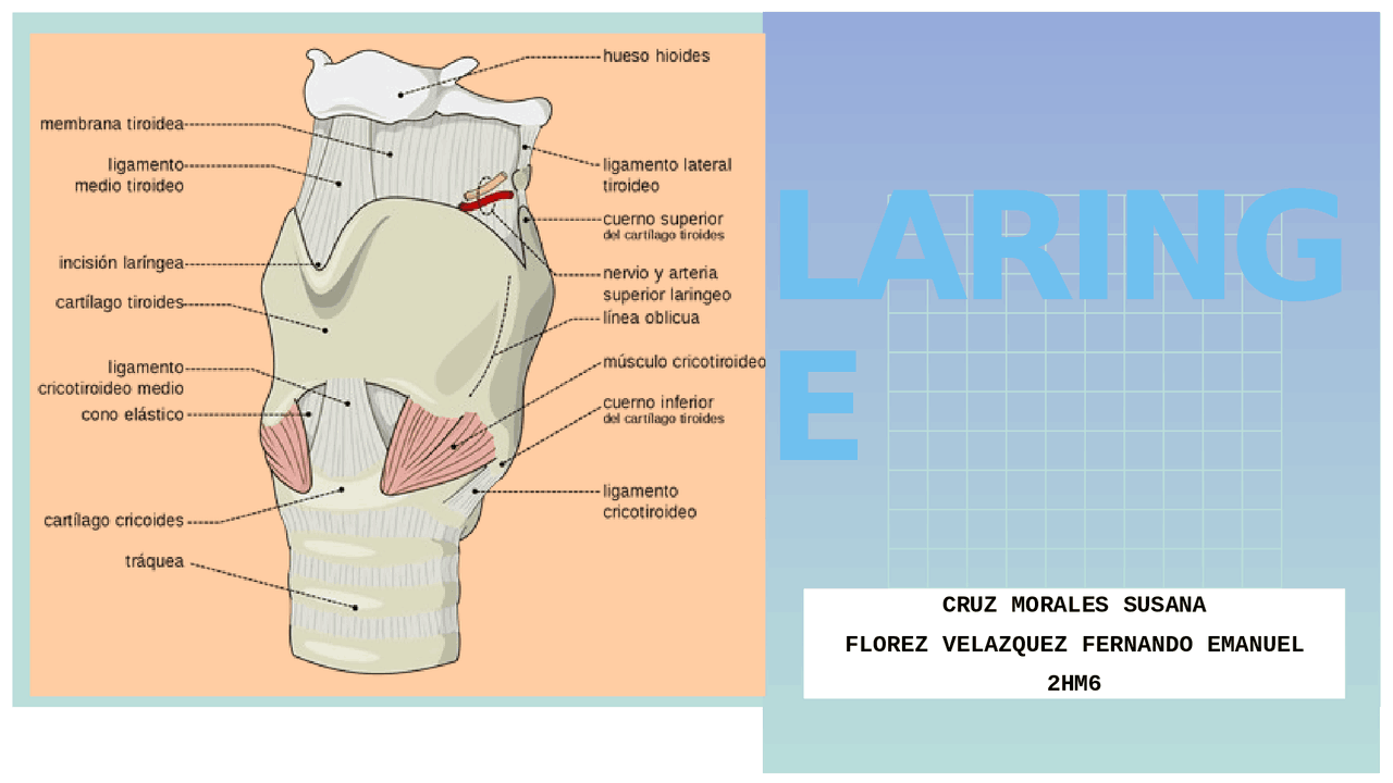 Anatomia de la laringe - Docsity