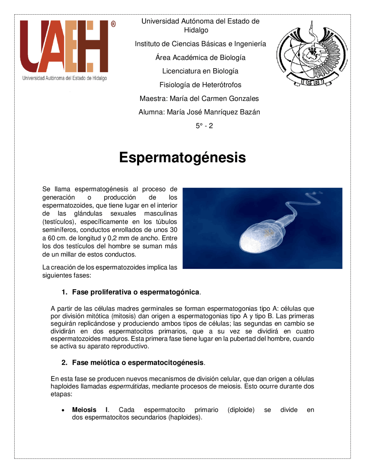 Espermatogénesis - Fisiología Animal - Docsity