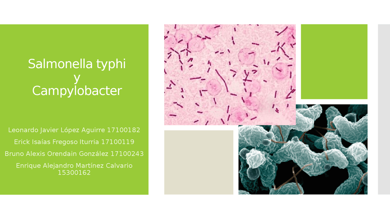 Salmonella tiphy en general - Docsity
