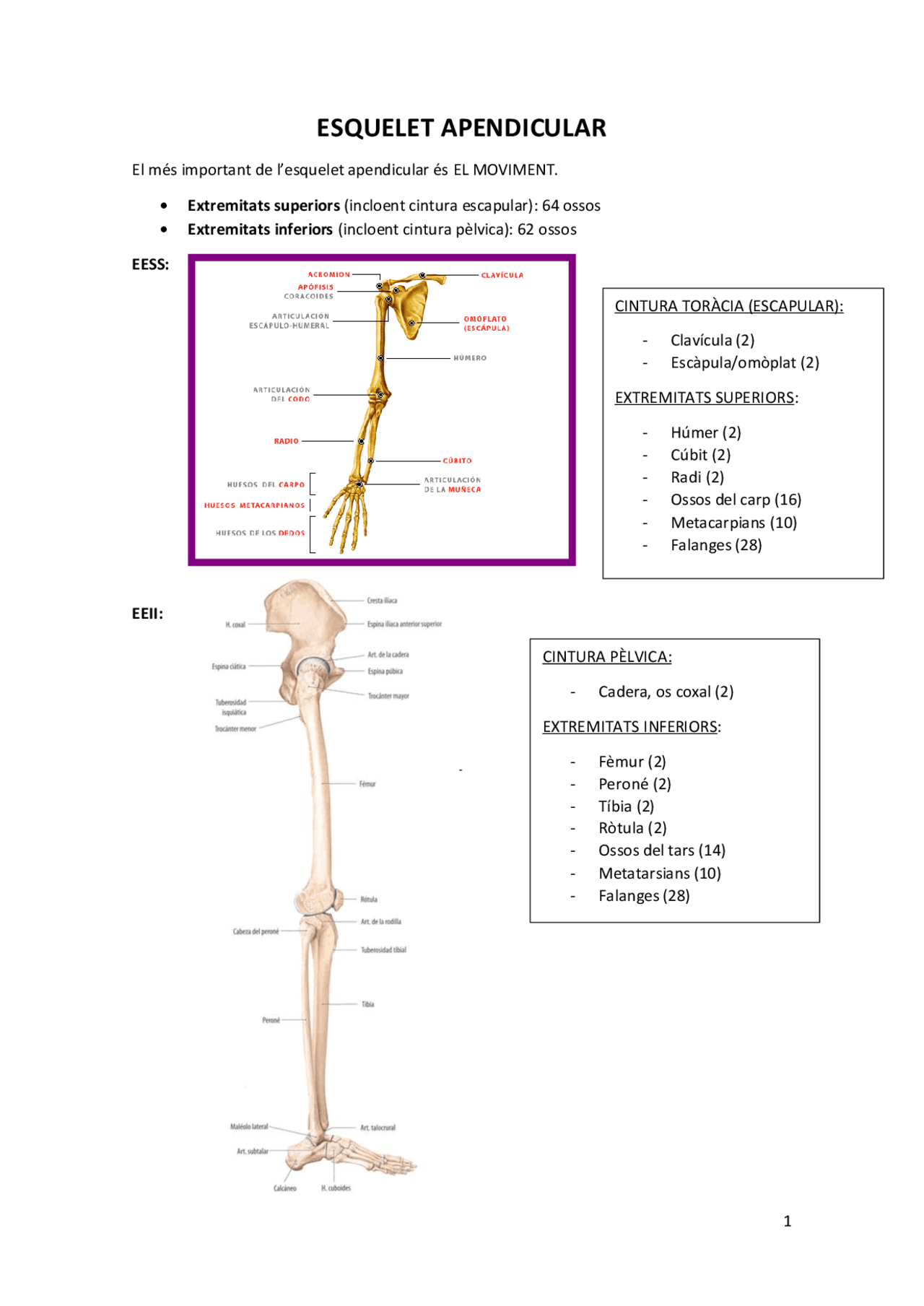 Esquelet apendicular - Docsity
