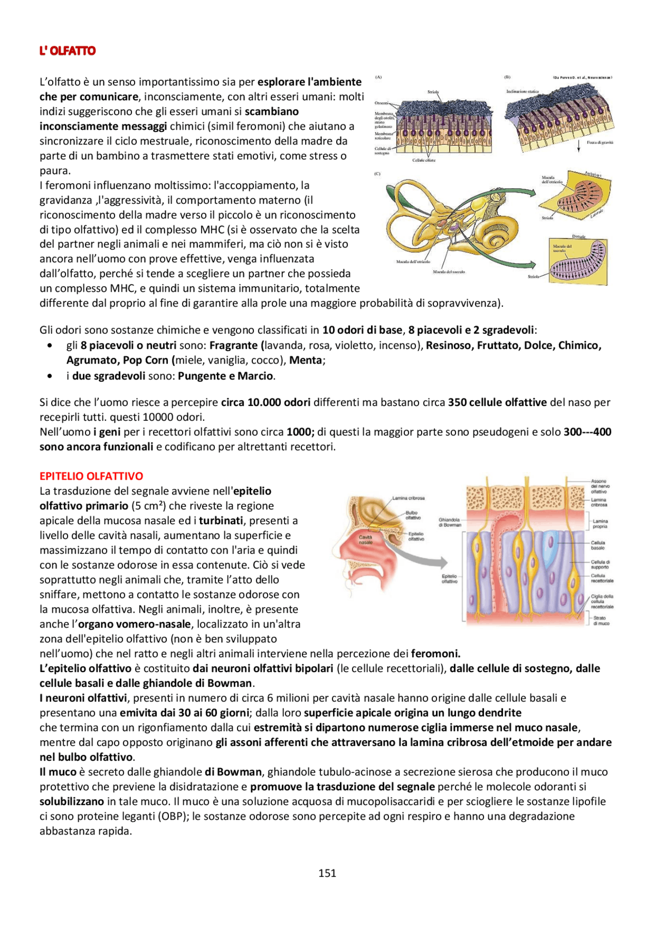 Il senso dell'olfatto - Docsity