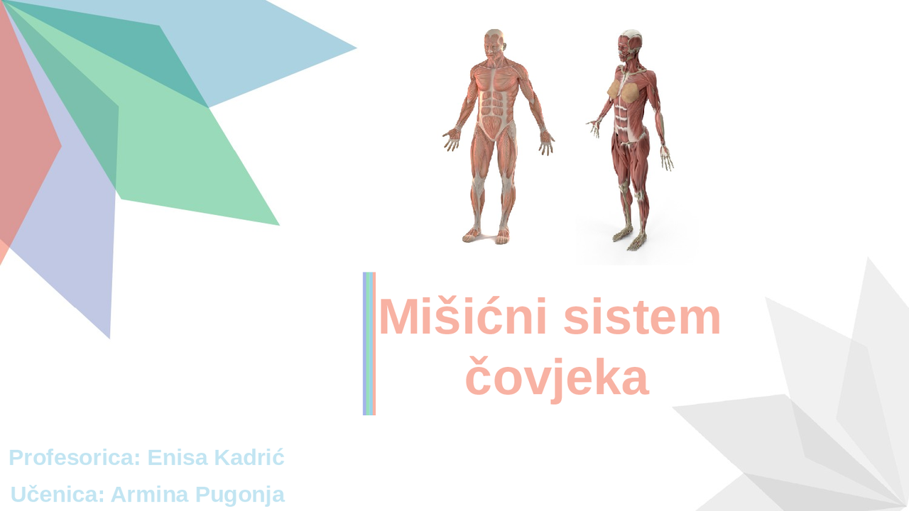 Mišićni sistem kod čovjeka | Slajdovi' predlog Biologija - Docsity