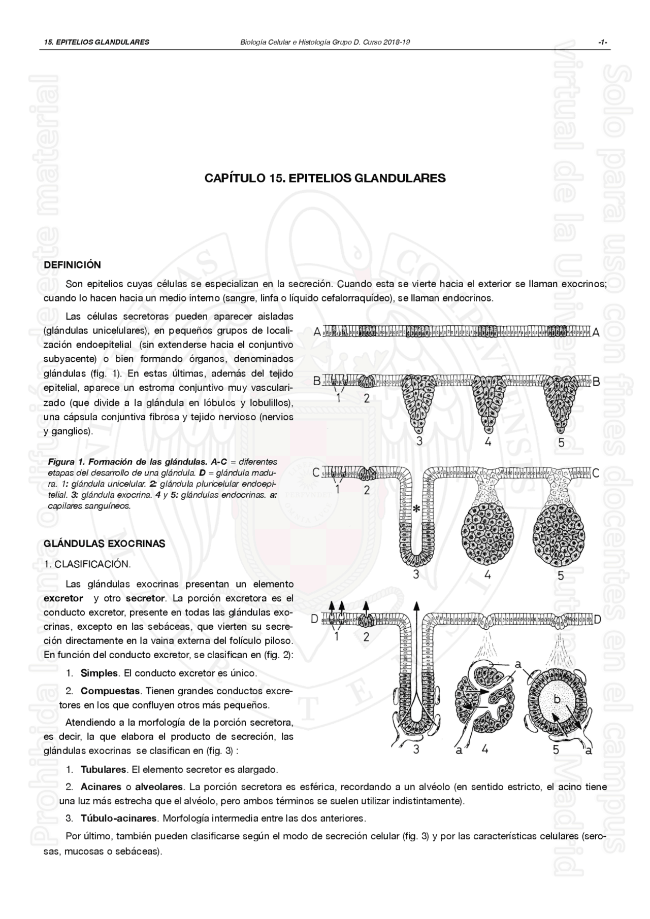 Epitelios Glandulares Docsity